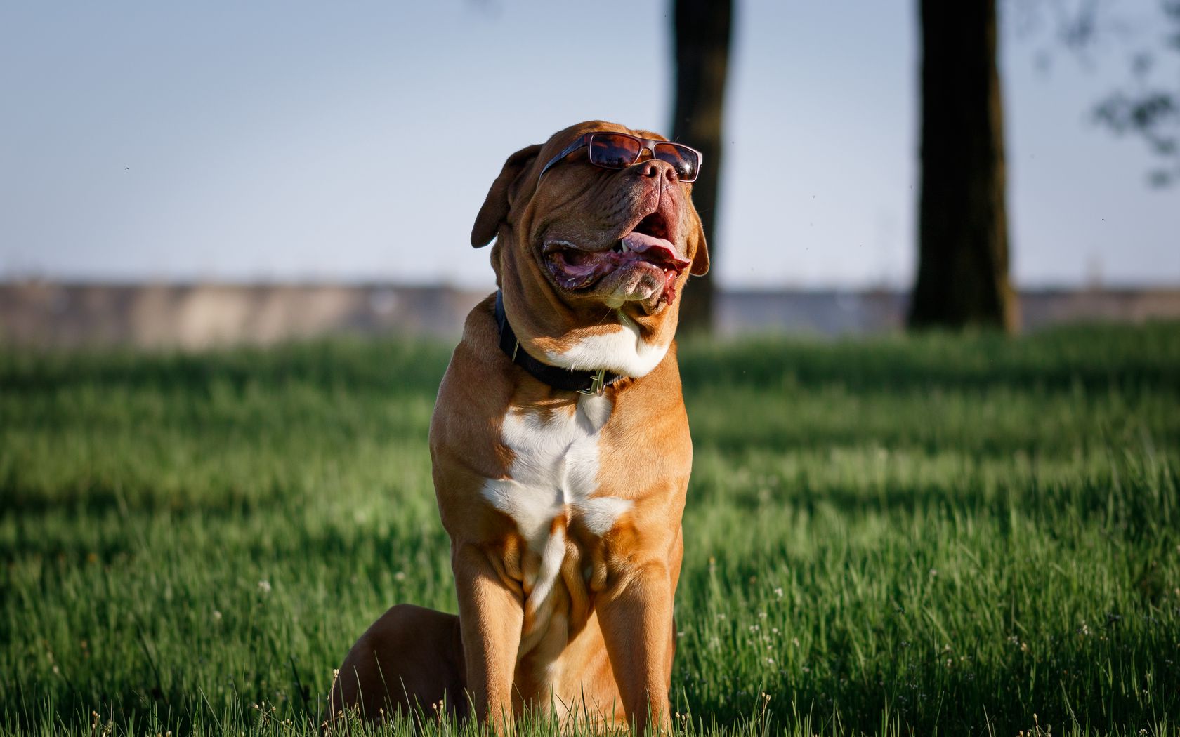Download wallpaper 1680x1050 dog, protruding tongue, pet, sunglasses ...