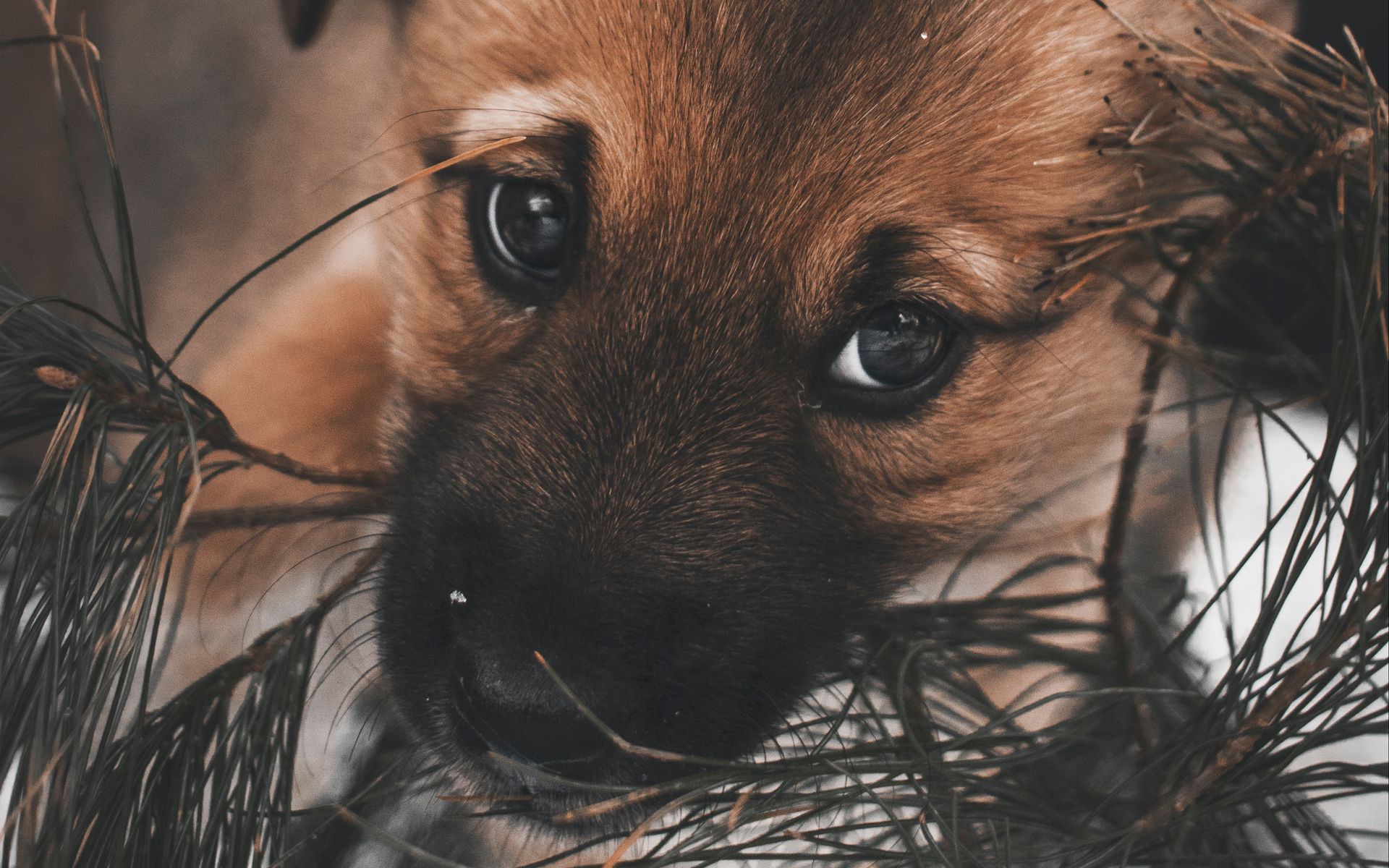 Download wallpaper 1920x1200 dog, puppy, cute, eyes widescreen 16:10 hd ...