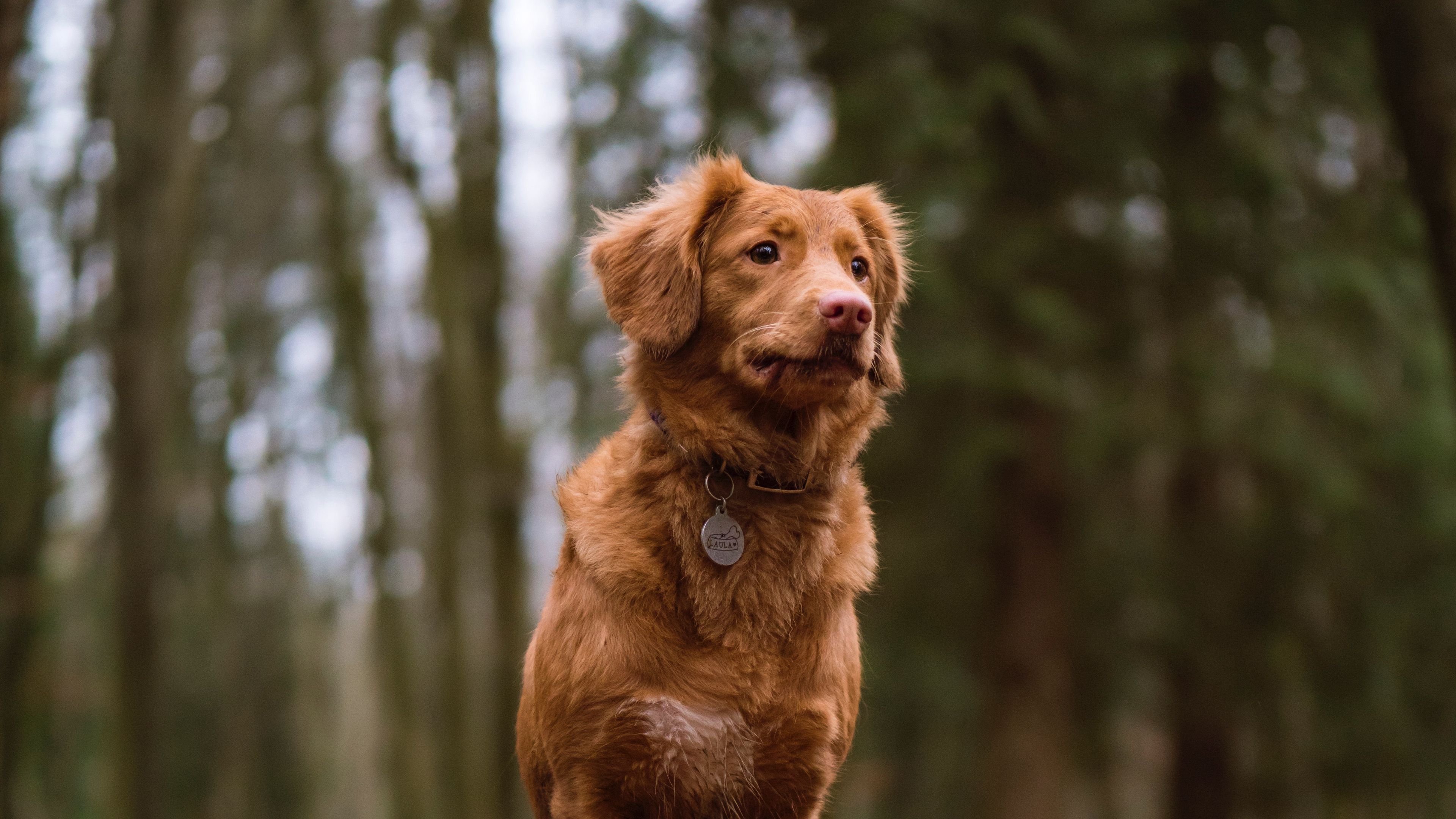Download wallpaper 3840x2160 dog, sitting, stump, moss, walk 4k uhd 16: ...