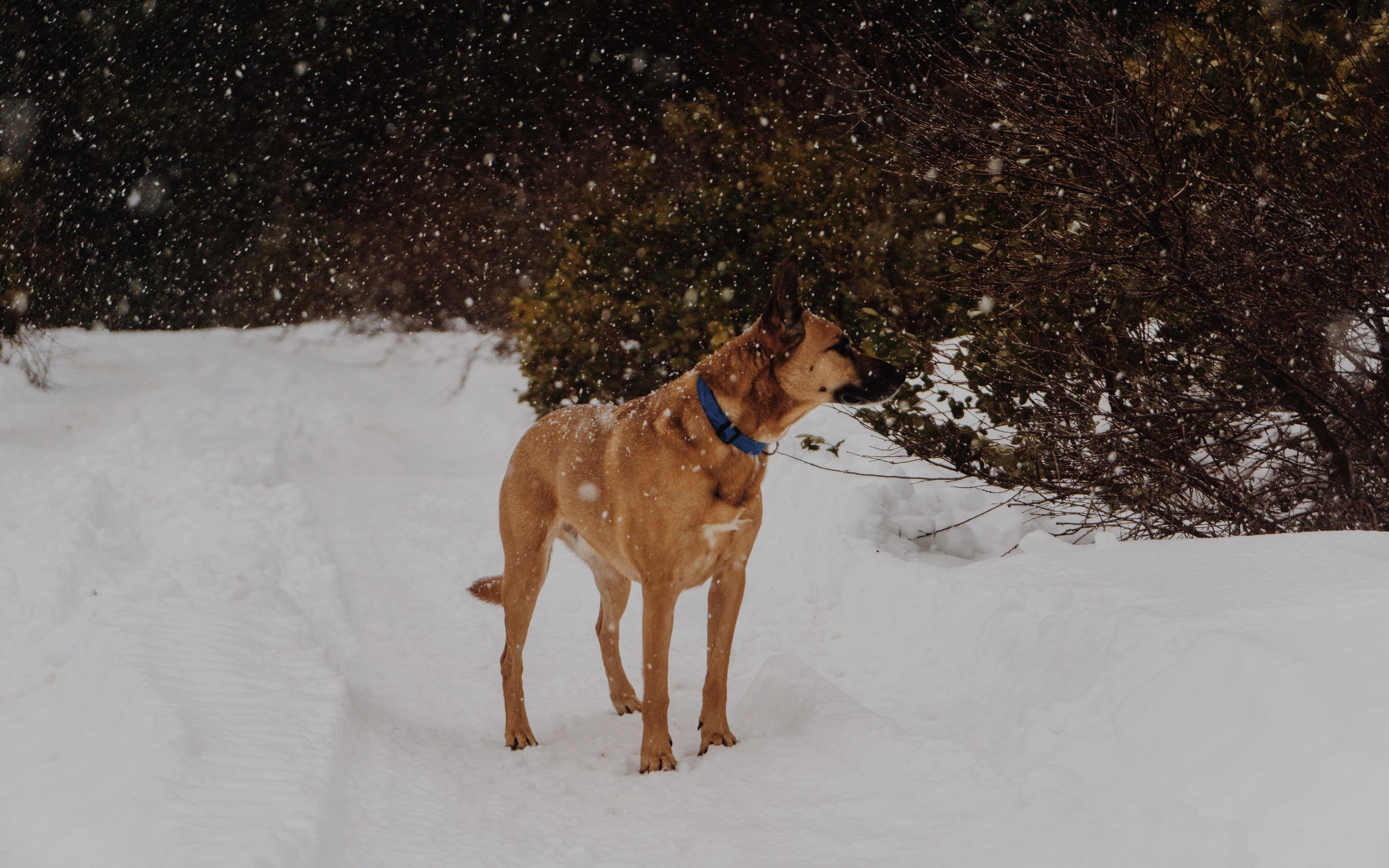 Download wallpaper 3840x2400 dog, snowfall, walk 4k ultra hd 16:10 hd ...