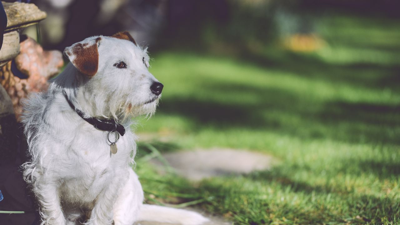 Wallpaper dog, walk, light, sits hd, picture, image