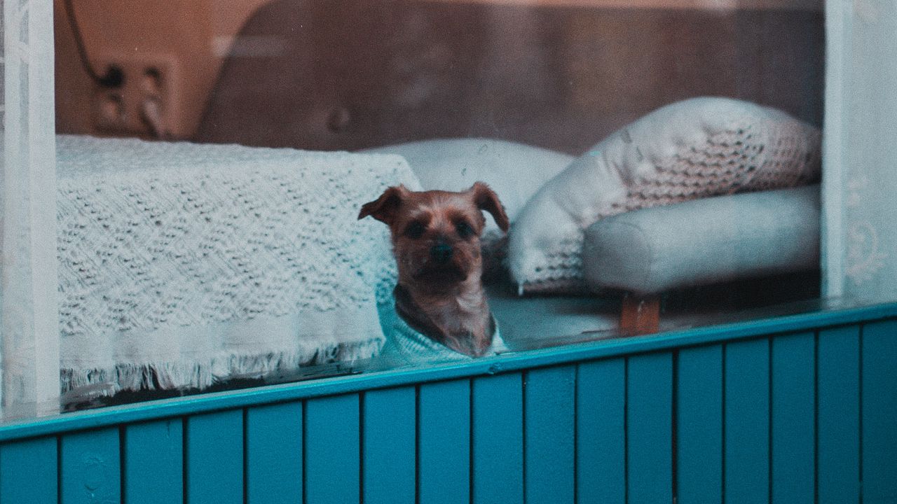 Wallpaper dog, window, pet, cute hd, picture, image