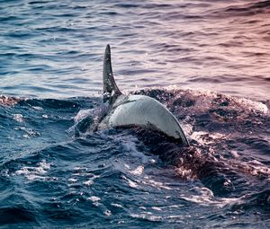 Fin standard 4:3 wallpapers hd, desktop backgrounds 1400x1050 downloads ...