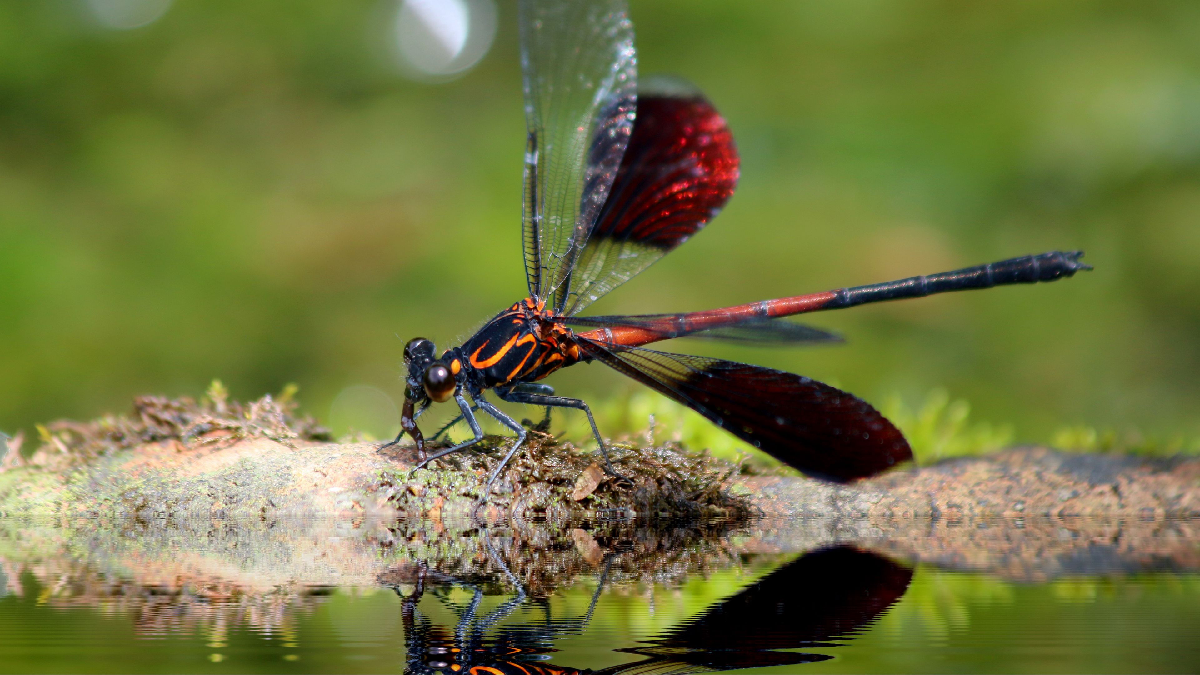 Download wallpaper 3840x2160 dragonfly, insect, close-up 4k uhd 16:9 hd ...