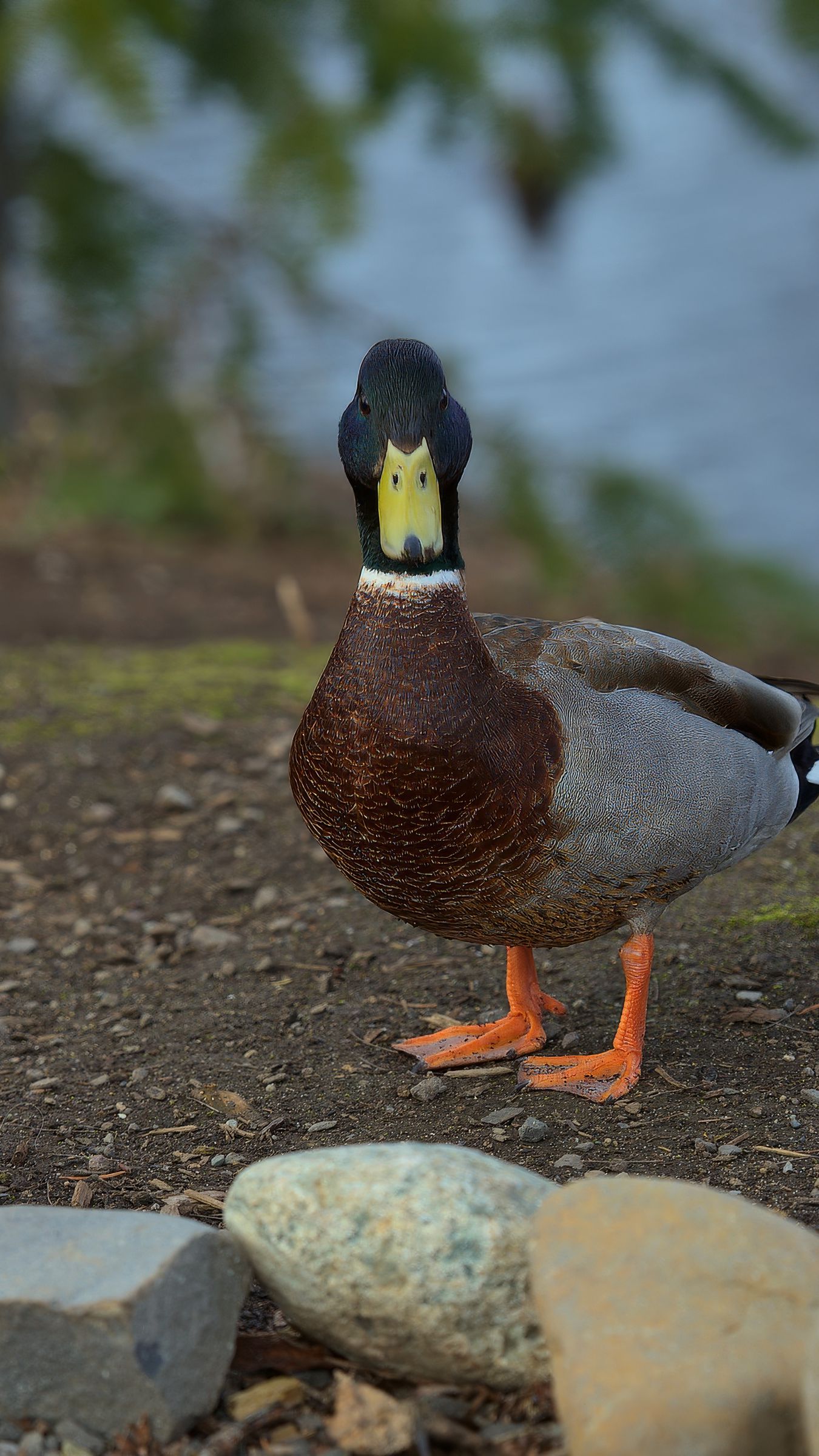 Download wallpaper 1350x2400 duck, bird, funny, beak iphone 8+/7+/6s+/6 ...