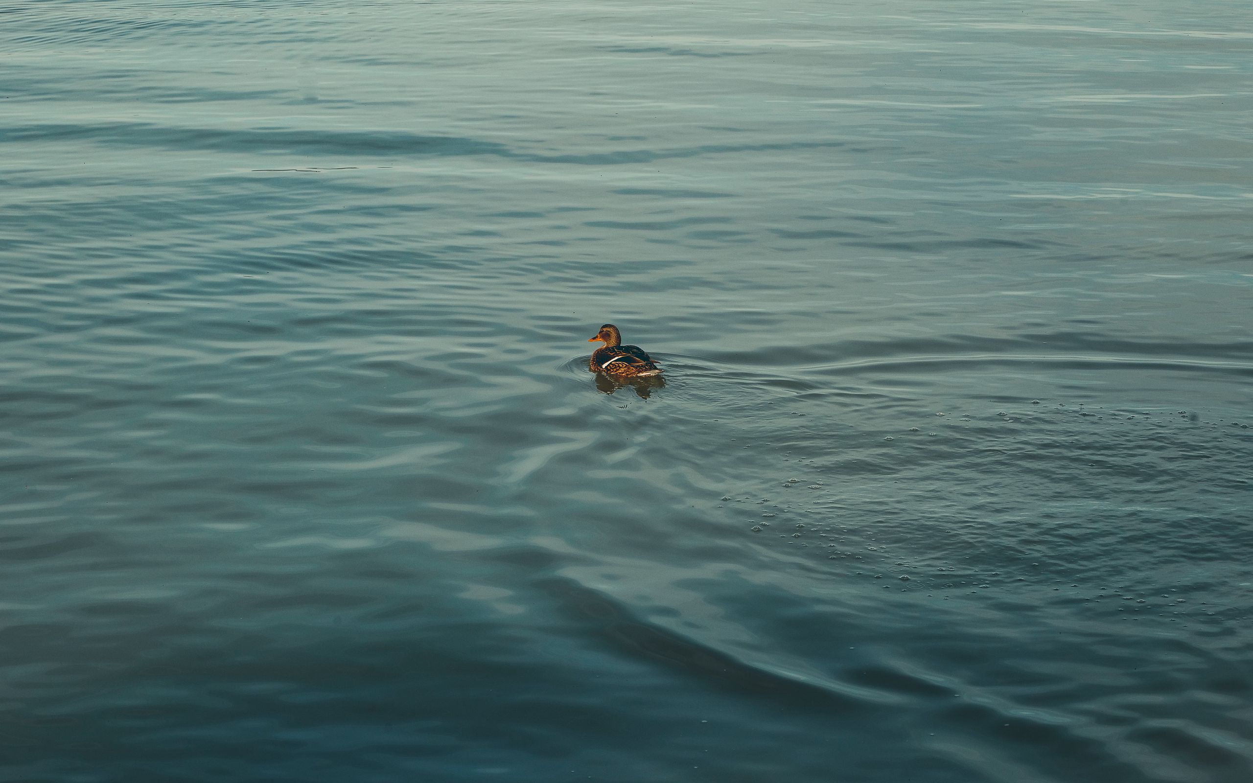Download wallpaper 2560x1600 duck, bird, water, ripples, river ...