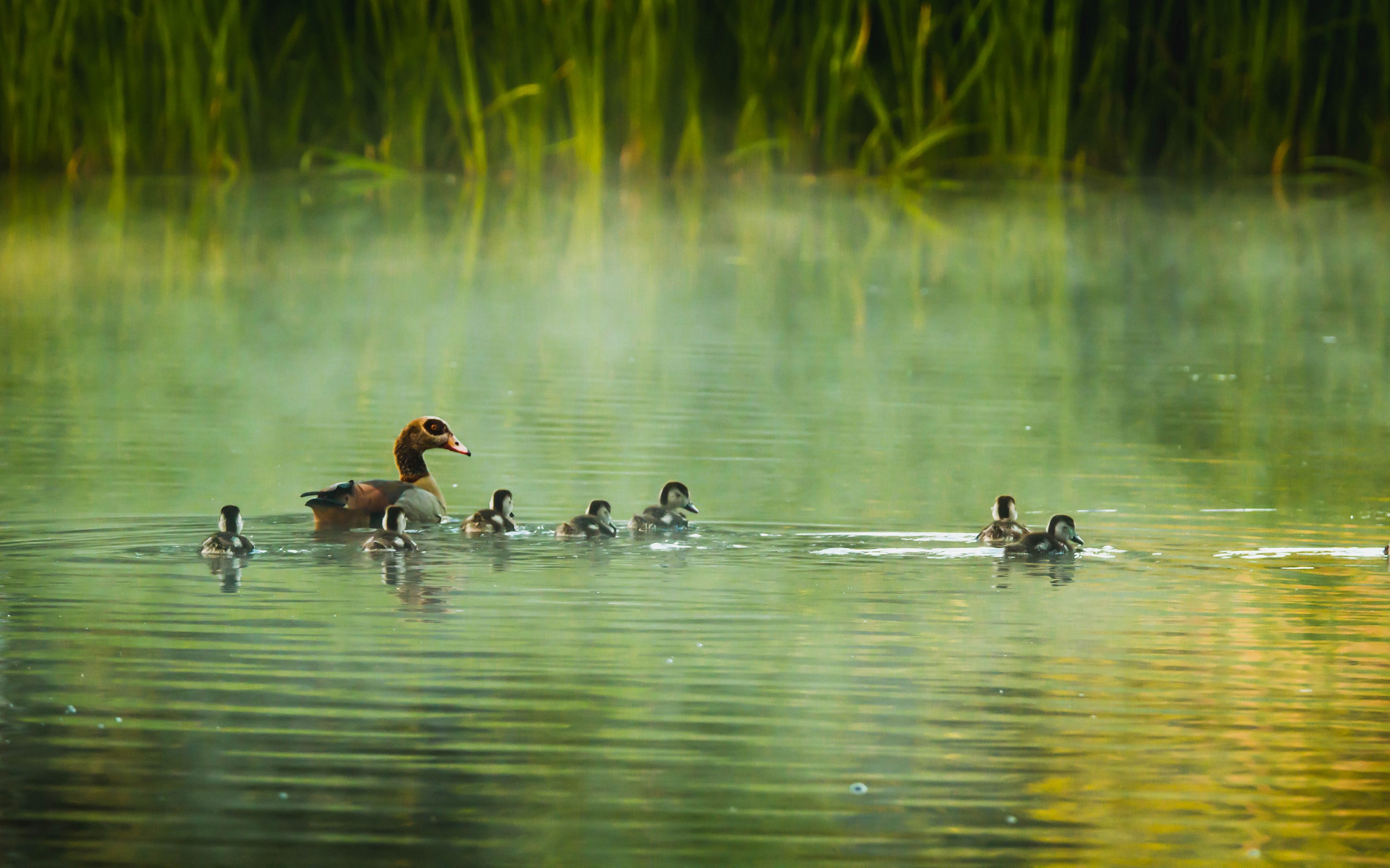 Download wallpaper 3840x2400 mallard, duck, ducklings, river 4k ultra ...