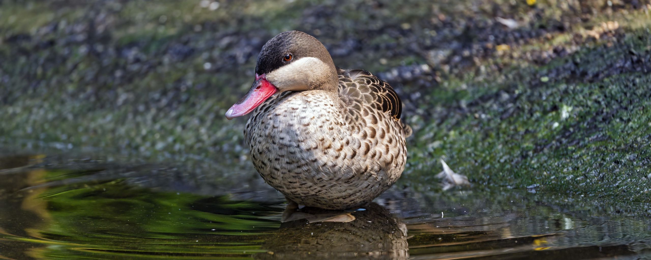 Download wallpaper 2560x1024 duck, pond, water, reflection, bird ...