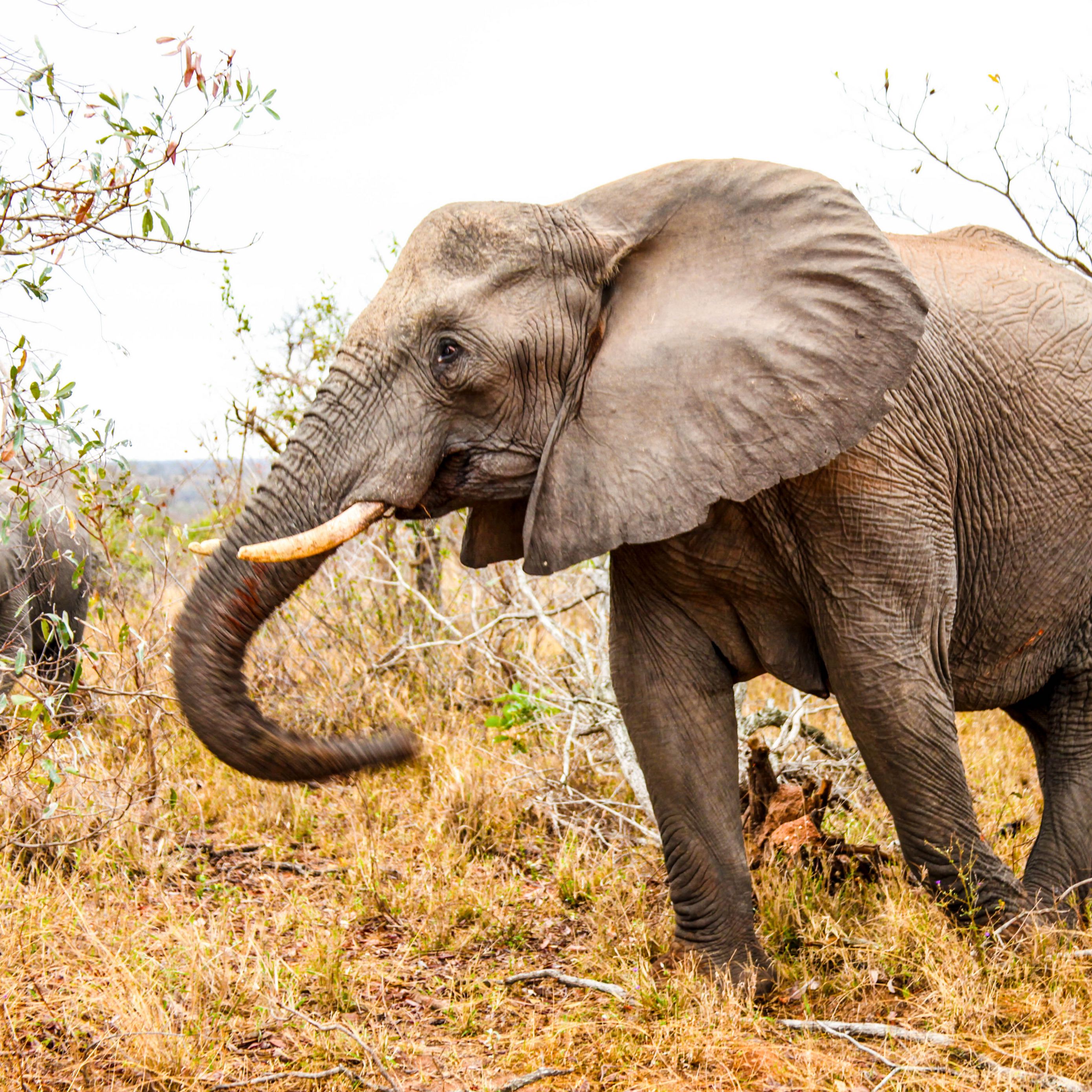 Download wallpaper 2780x2780 elephant, trunk, grass, walk ipad air ...
