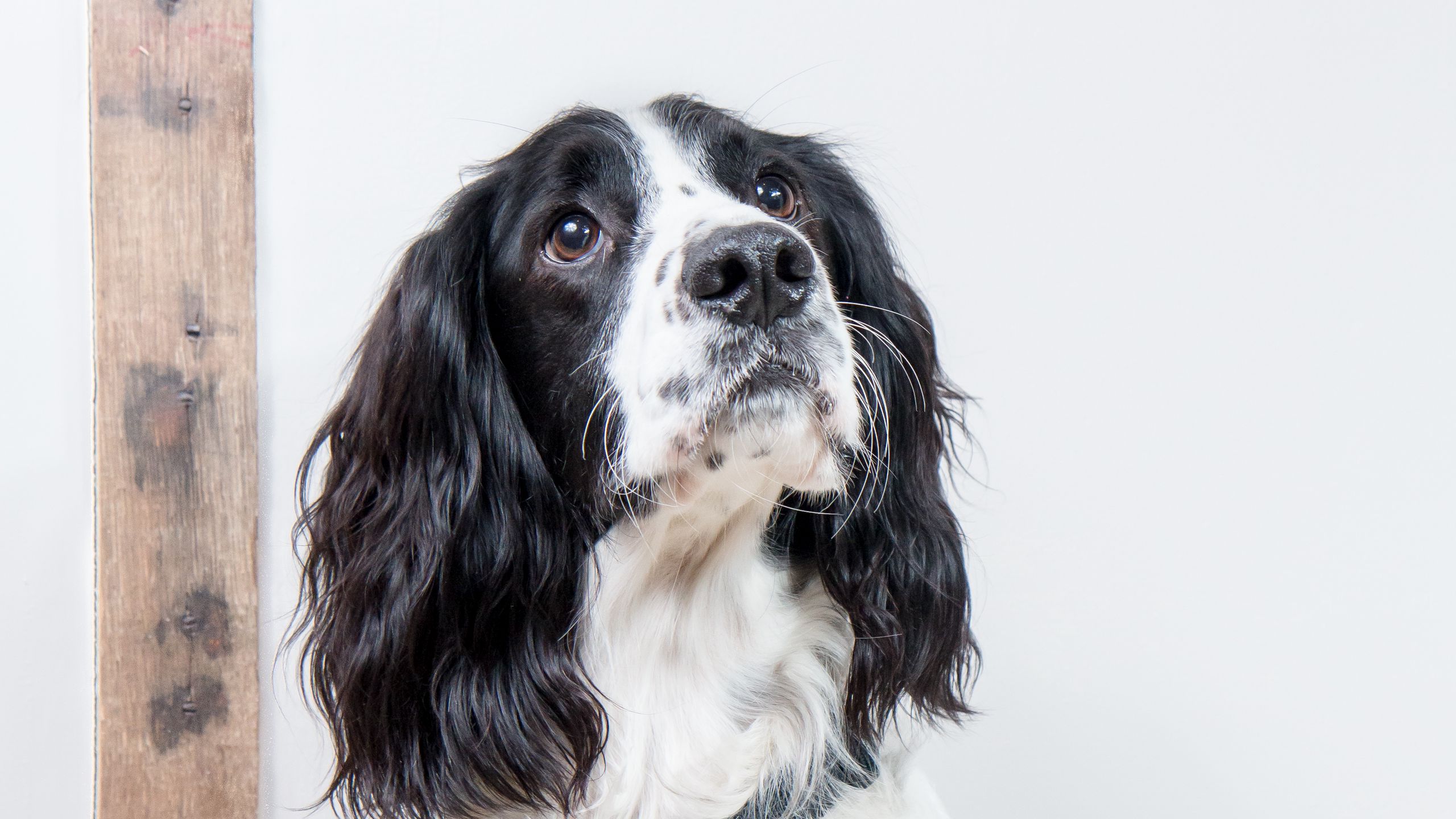 Download wallpaper 2560x1440 english springer spaniel, dog, animal, pet ...