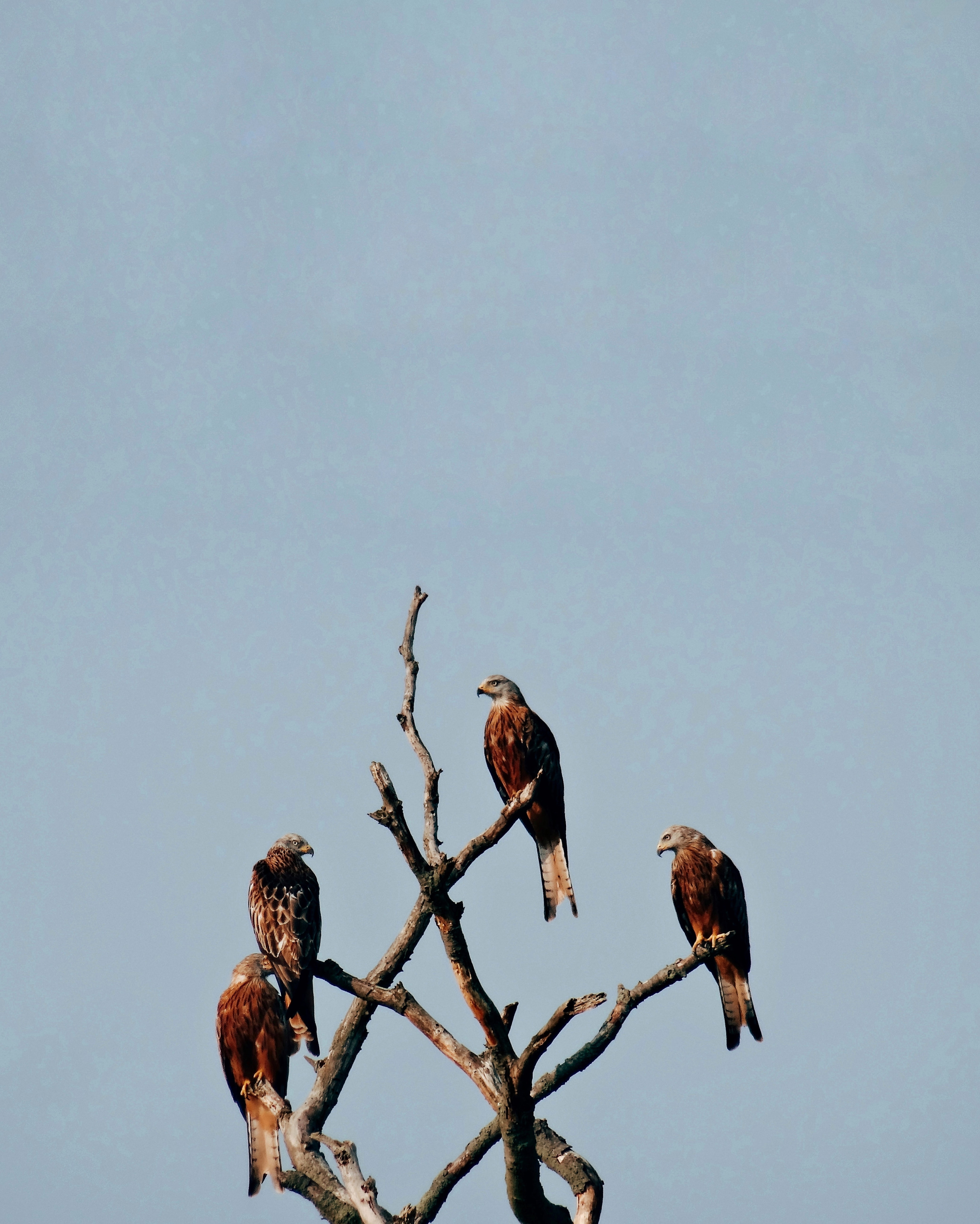 Download wallpaper 4147x5182 falcon, birds, predator, tree hd background