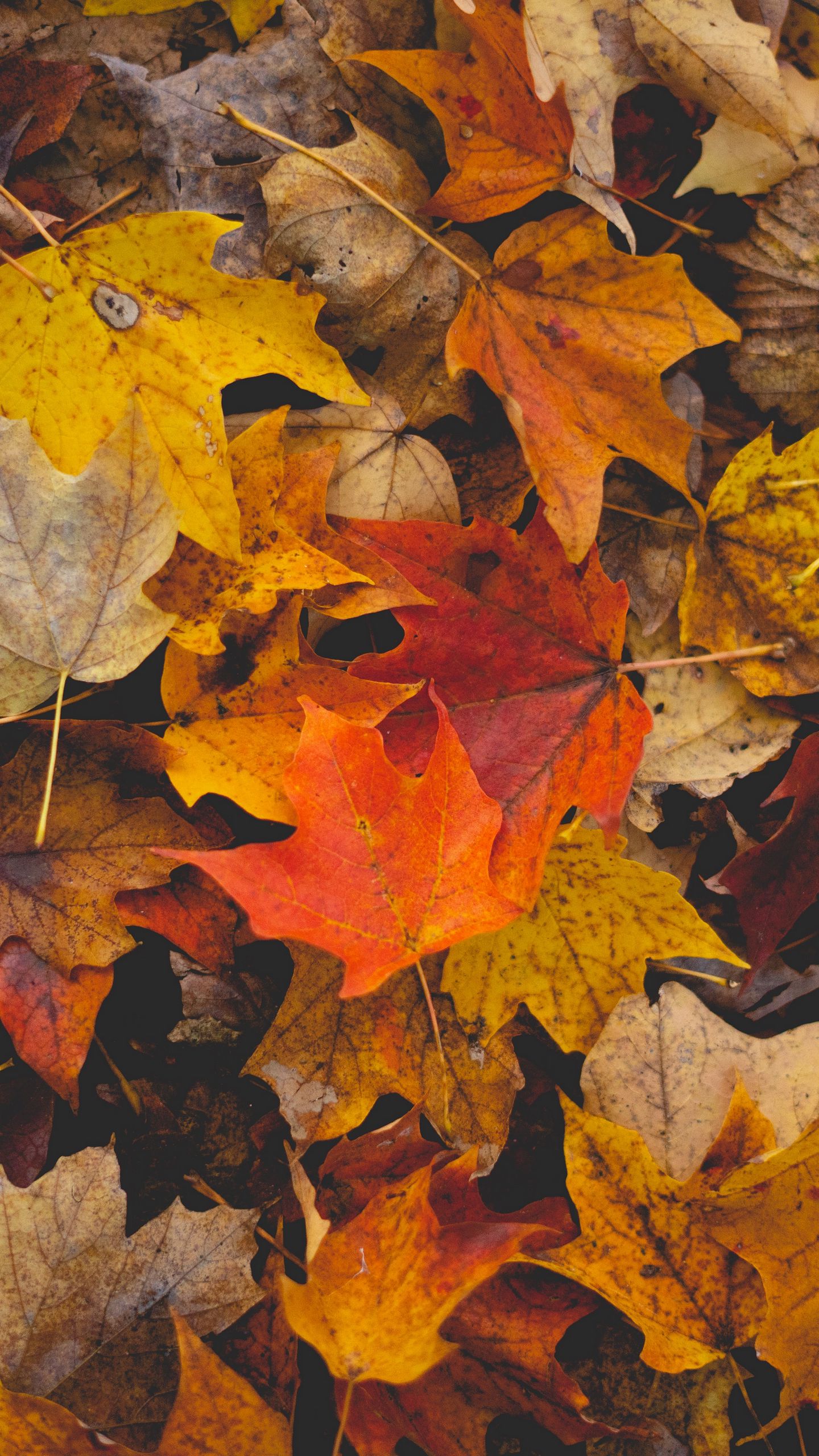 Download wallpaper 1440x2560 fallen leaves, leaves, autumn, yellow, brown qhd samsung galaxy s6 ...