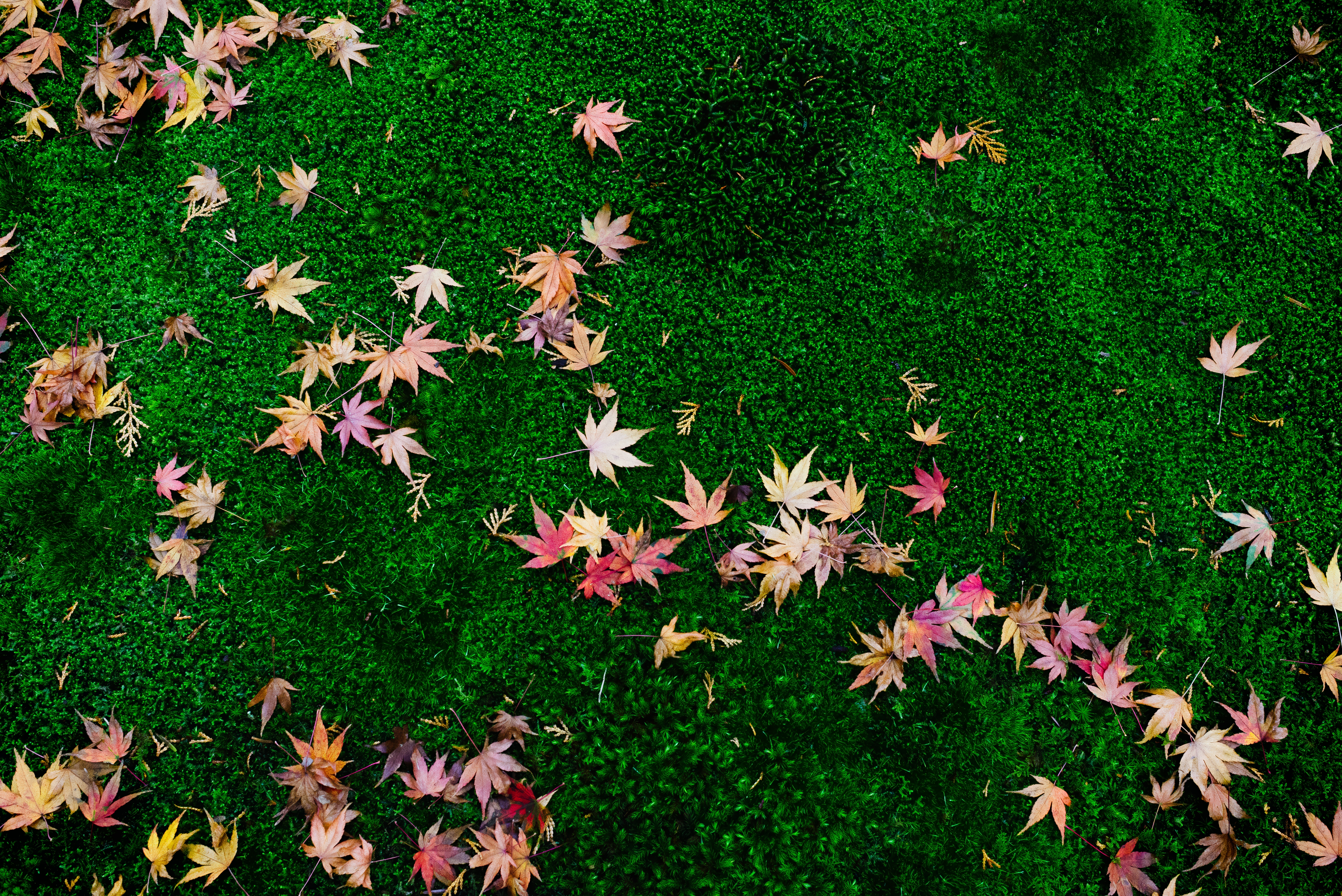 Download wallpaper 5120x3418 fallen leaves, leaves, maple leaves, grass ...