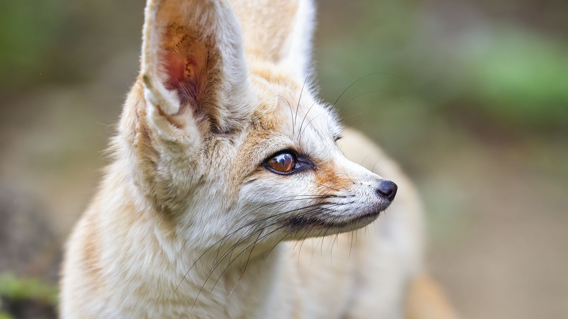 Download wallpaper 1920x1080 fennec fox, ears, wildlife, animal full hd ...