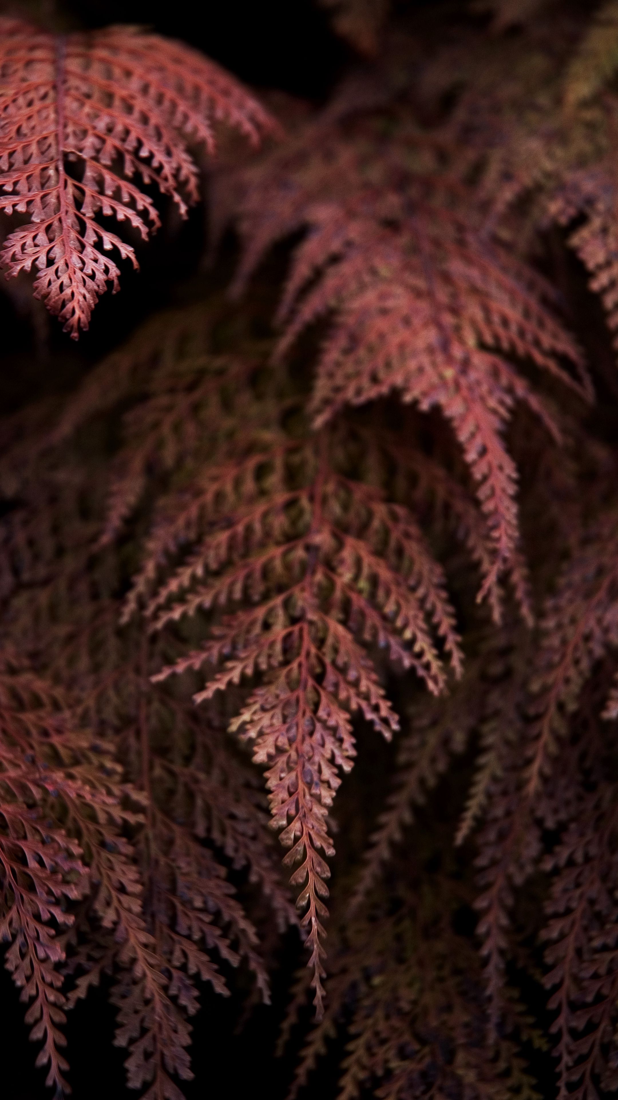 Download wallpaper 2160x3840 fern, branches, dark samsung galaxy s4, s5 ...