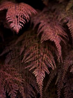 Download wallpaper 240x320 fern, branches, dark old mobile, cell phone ...