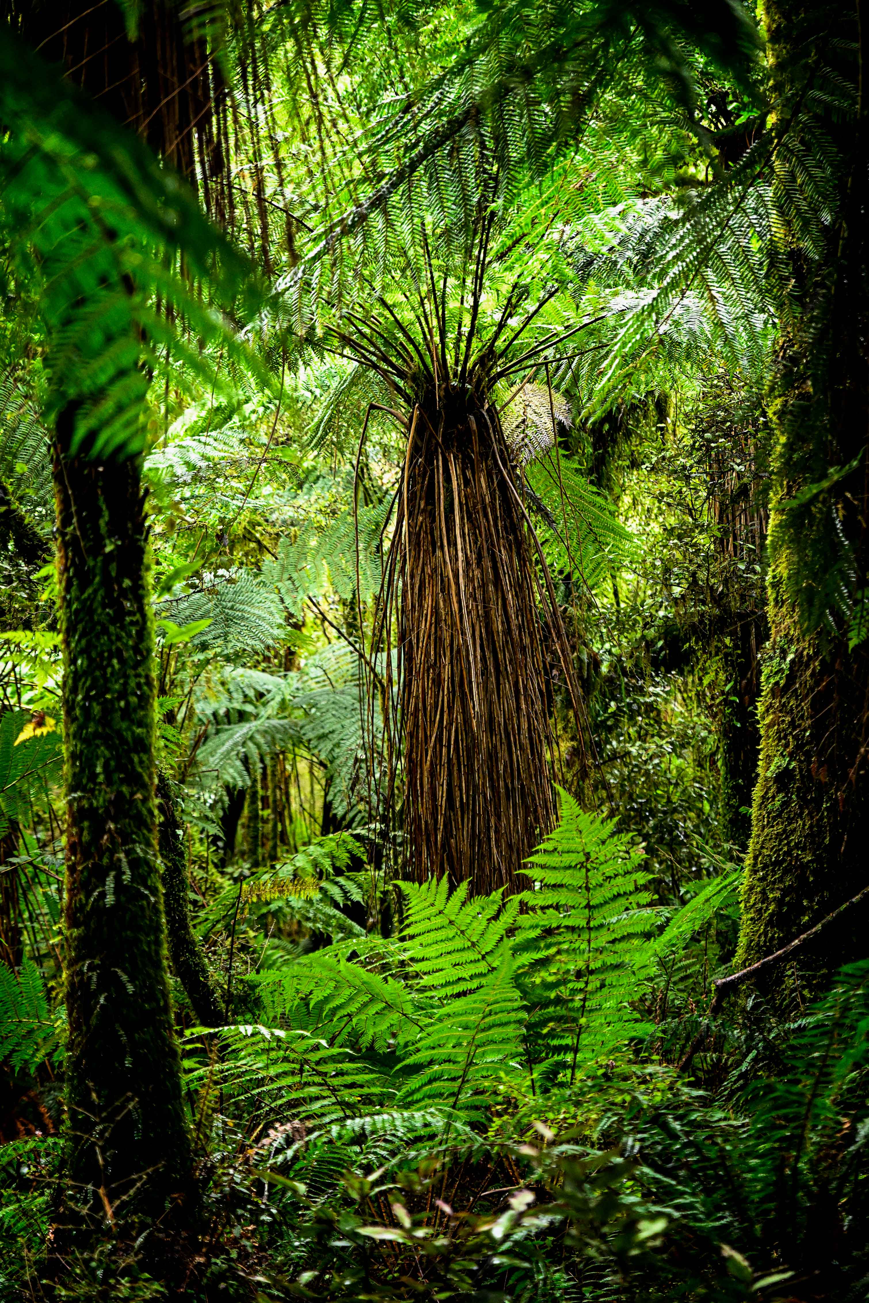 Download wallpaper 3020x4531 fern, branches, trees, jungle hd background