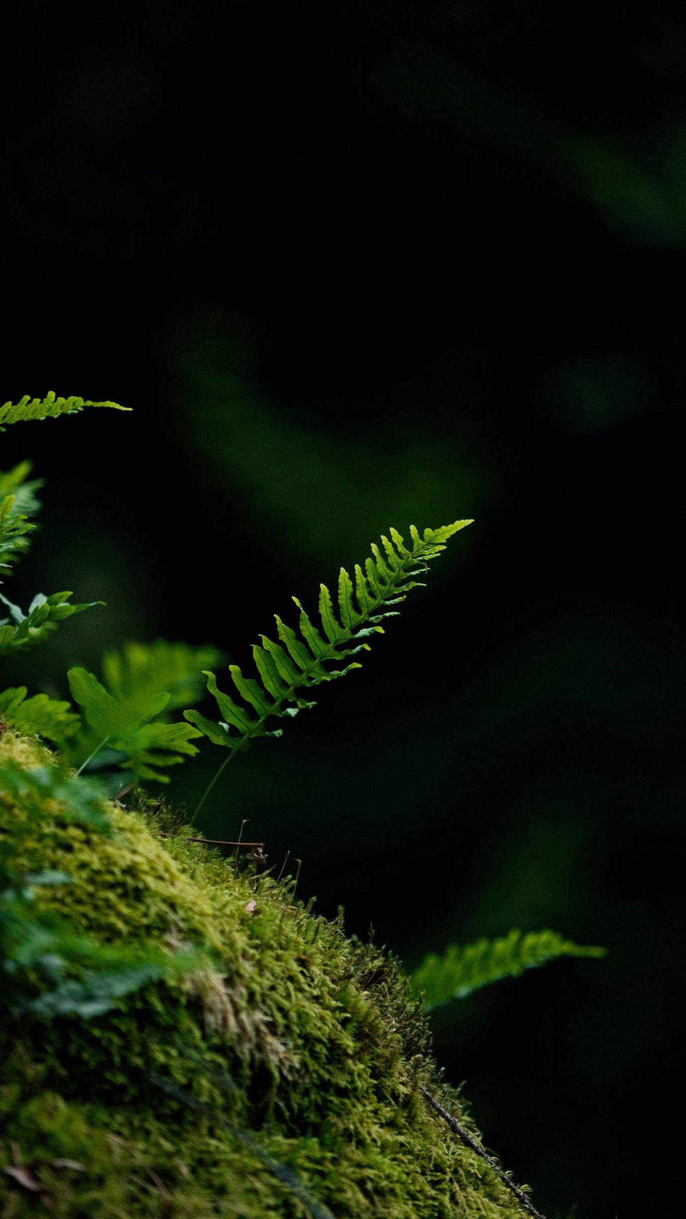 Download wallpaper 1350x2400 fern, leaf, moss, macro, black background ...