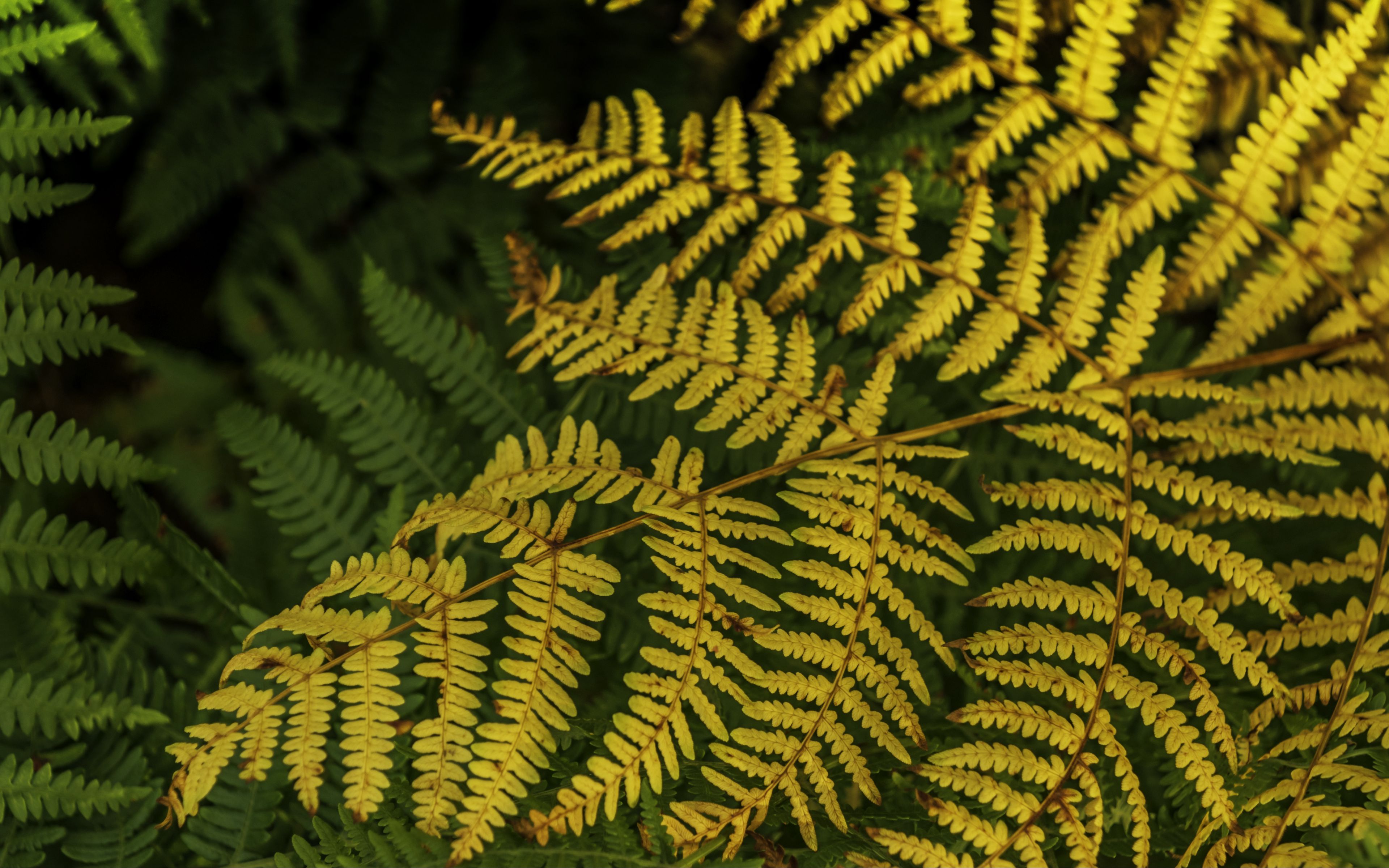 Download wallpaper 3840x2400 fern, leaves, branch, macro, greens 4k ...