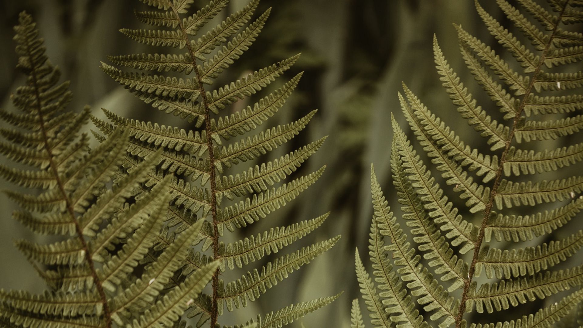 Download wallpaper 1920x1080 fern, leaves, bushes, macro full hd, hdtv ...