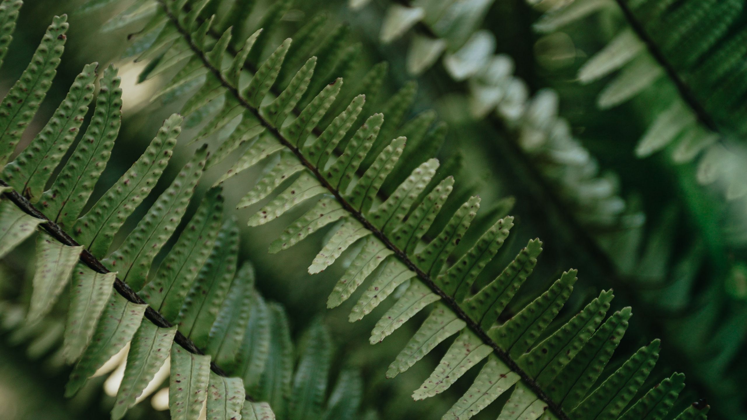 Download wallpaper 2560x1440 fern, macro, leaves, plant widescreen 16:9 ...