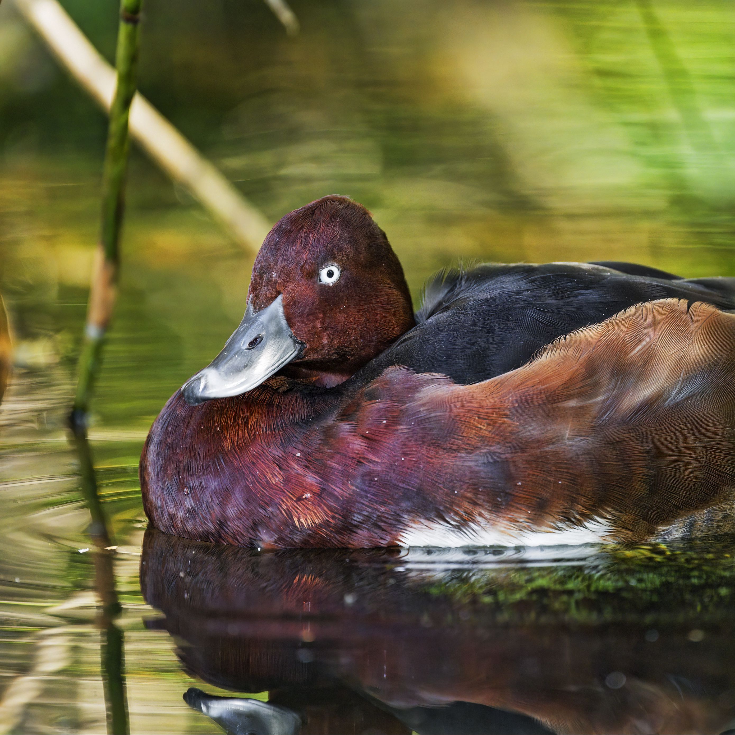 Download wallpaper 2780x2780 ferruginous duck, duck, beak, bird ipad ...
