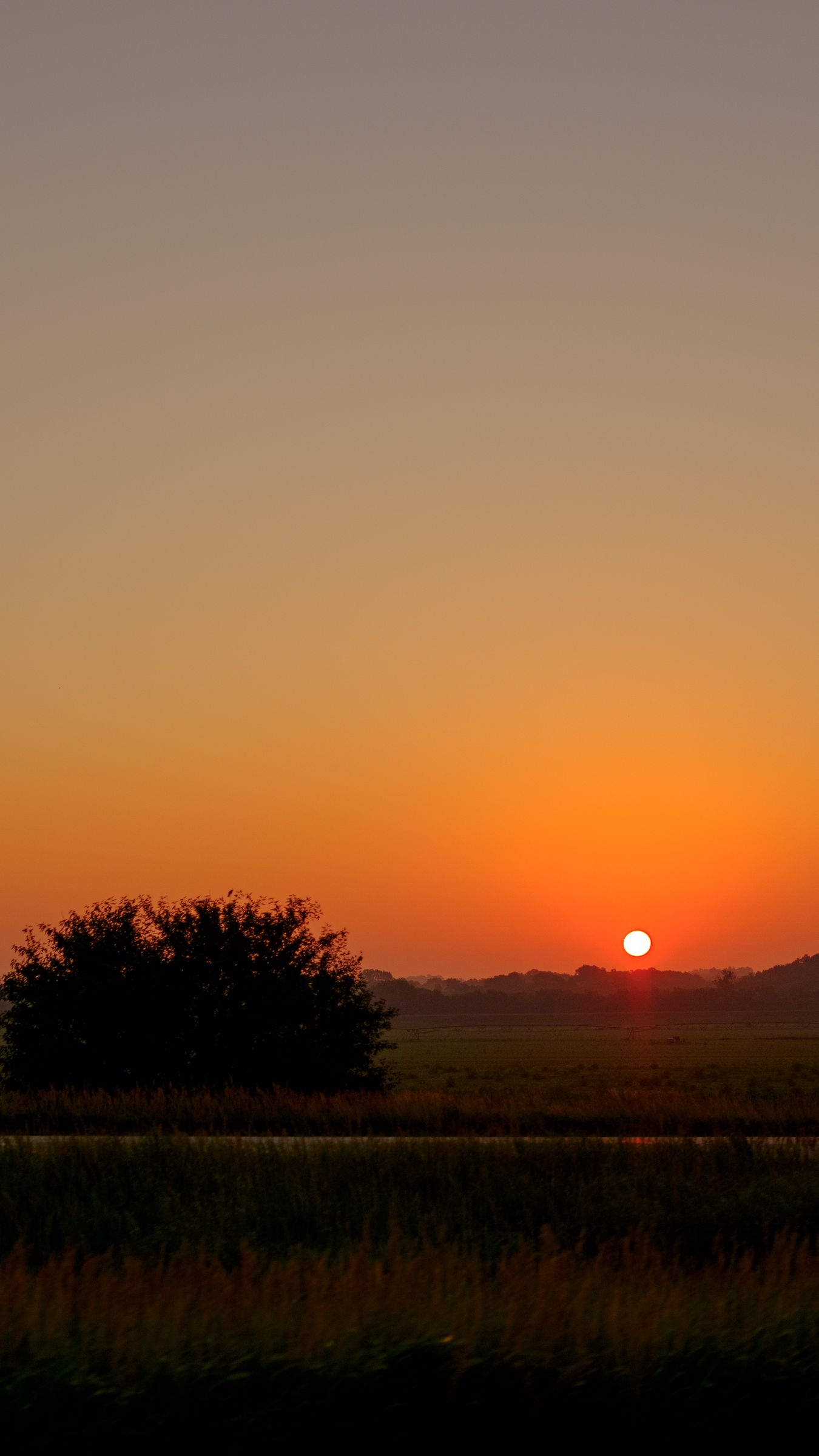 Download wallpaper 1350x2400 field, bush, twilight, grass iphone 8+/7 ...