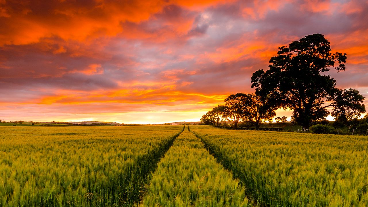 Wallpaper field, horizon, sunset, trees hd, picture, image