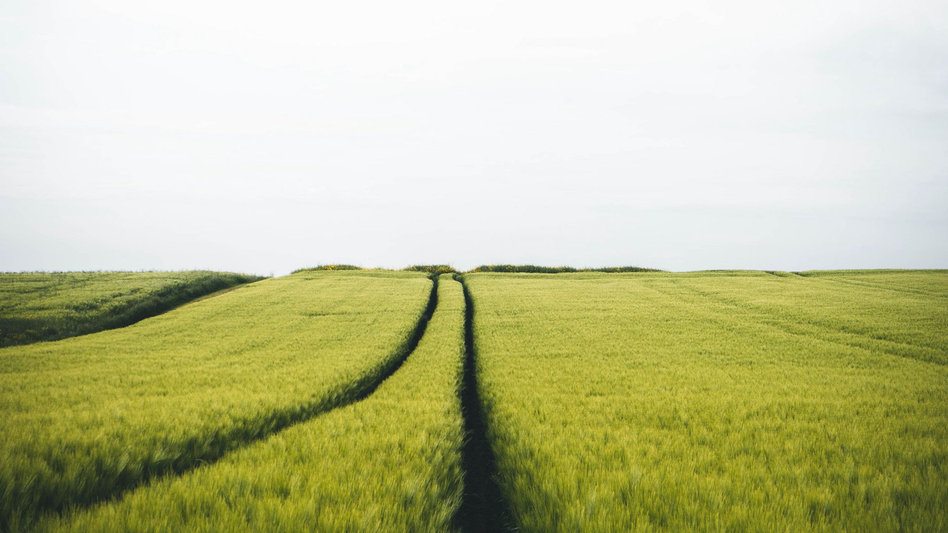 Download wallpaper 1920x1080 field, rye, traces, horizon, landscape ...