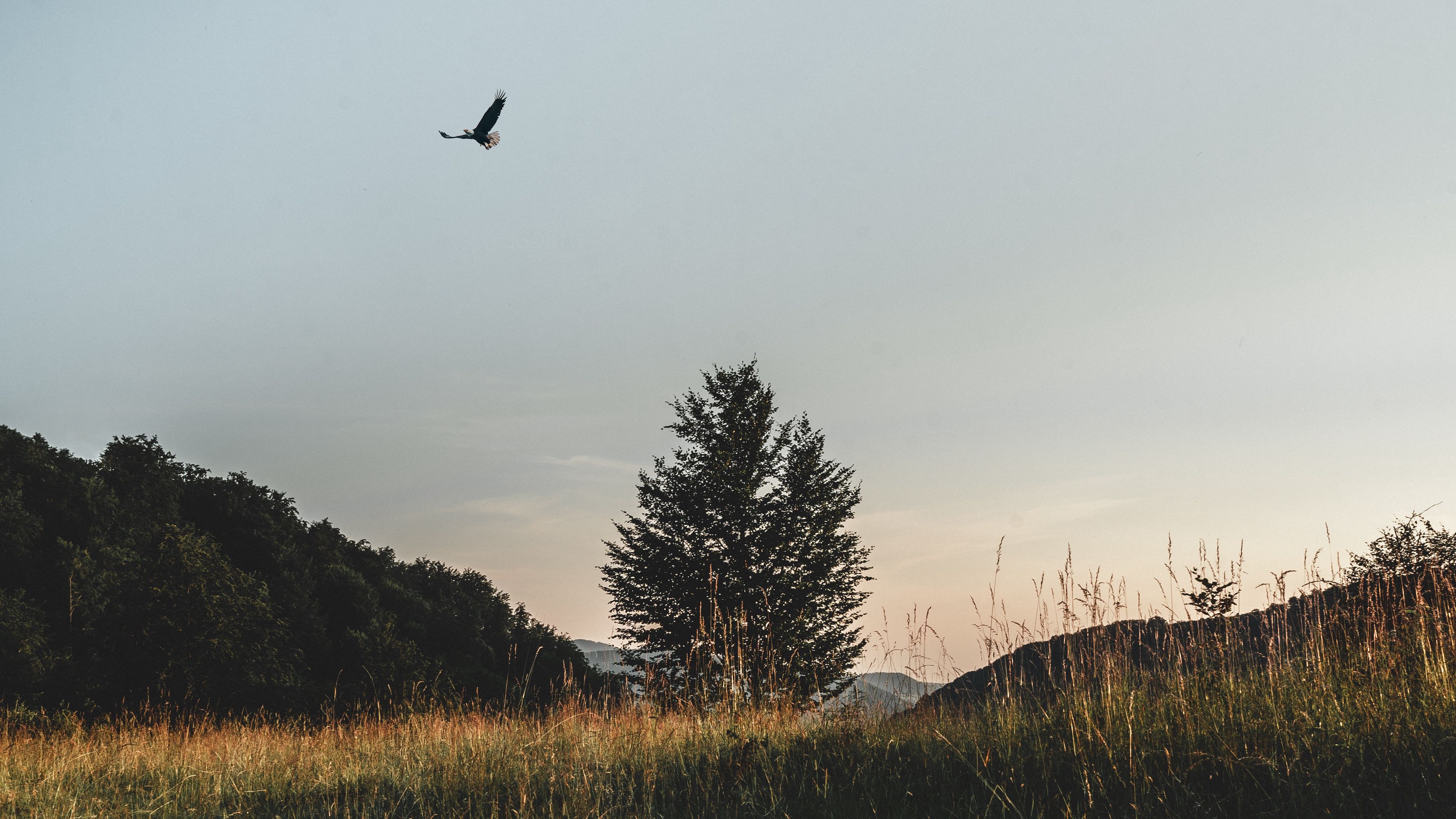 Download wallpaper 3840x2160 field, tree, bird, grass, sky 4k uhd 16:9 ...