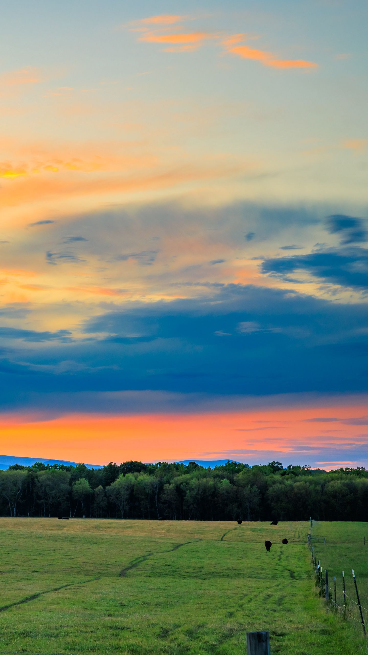 Download wallpaper 1440x2560 field, trees, clouds, sky, horizon, nature ...