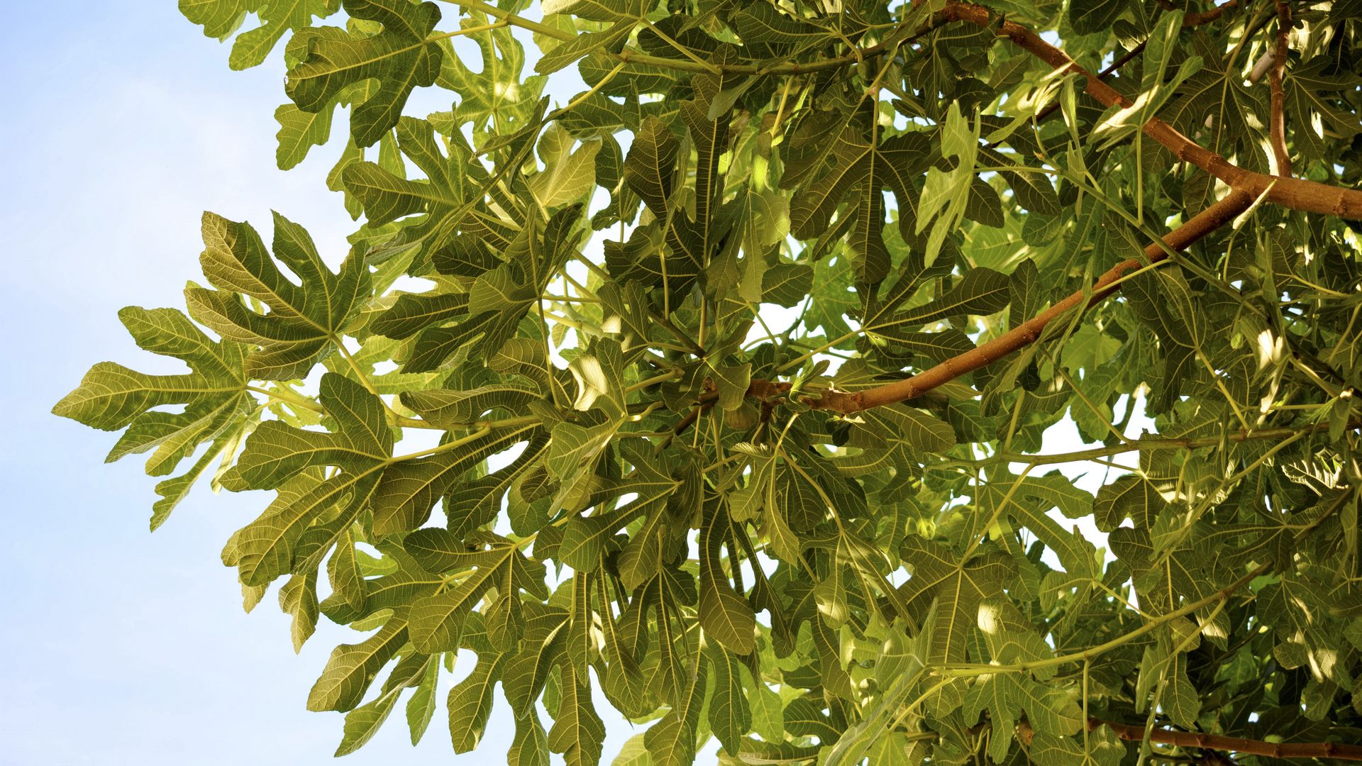 Download wallpaper 1920x1080 figs, leaves, branches, tree full hd, hdtv ...