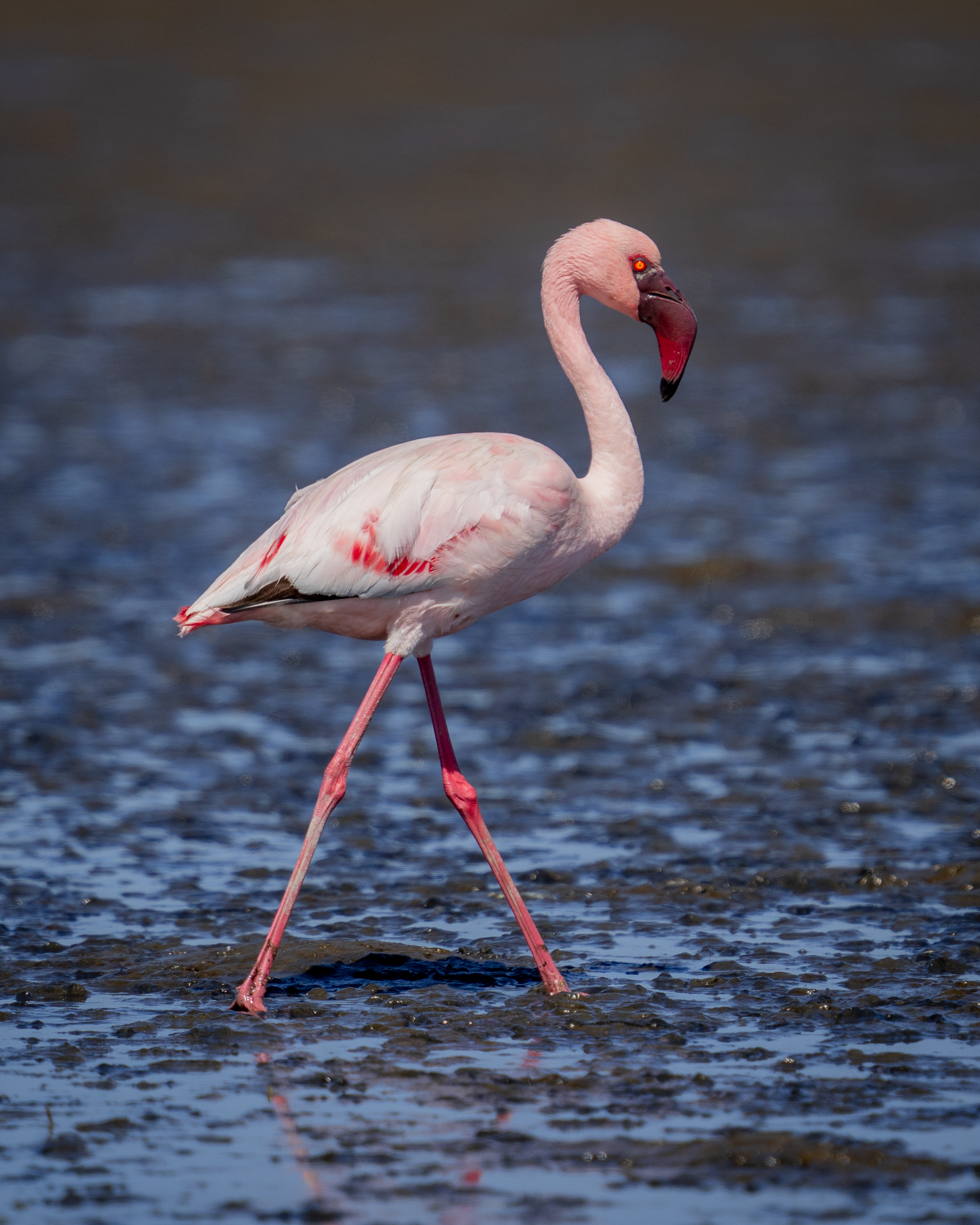 Download wallpaper 2626x3283 flamingo, bird, beak, water, wildlife hd ...