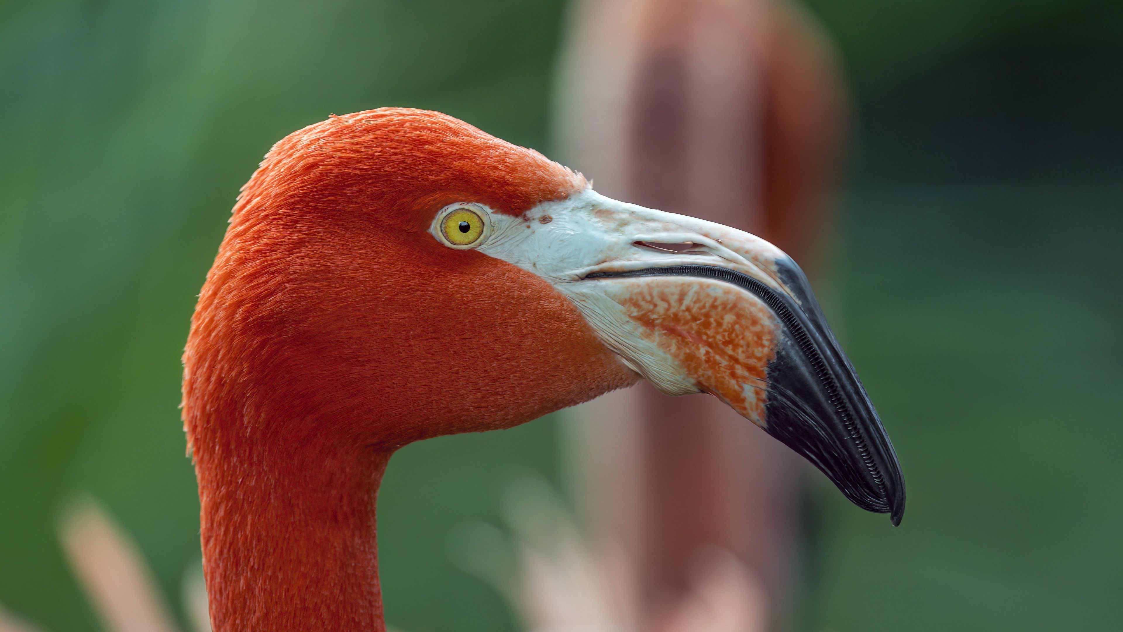 Download wallpaper 3840x2160 flamingo, bird, glance, beak, glare ...