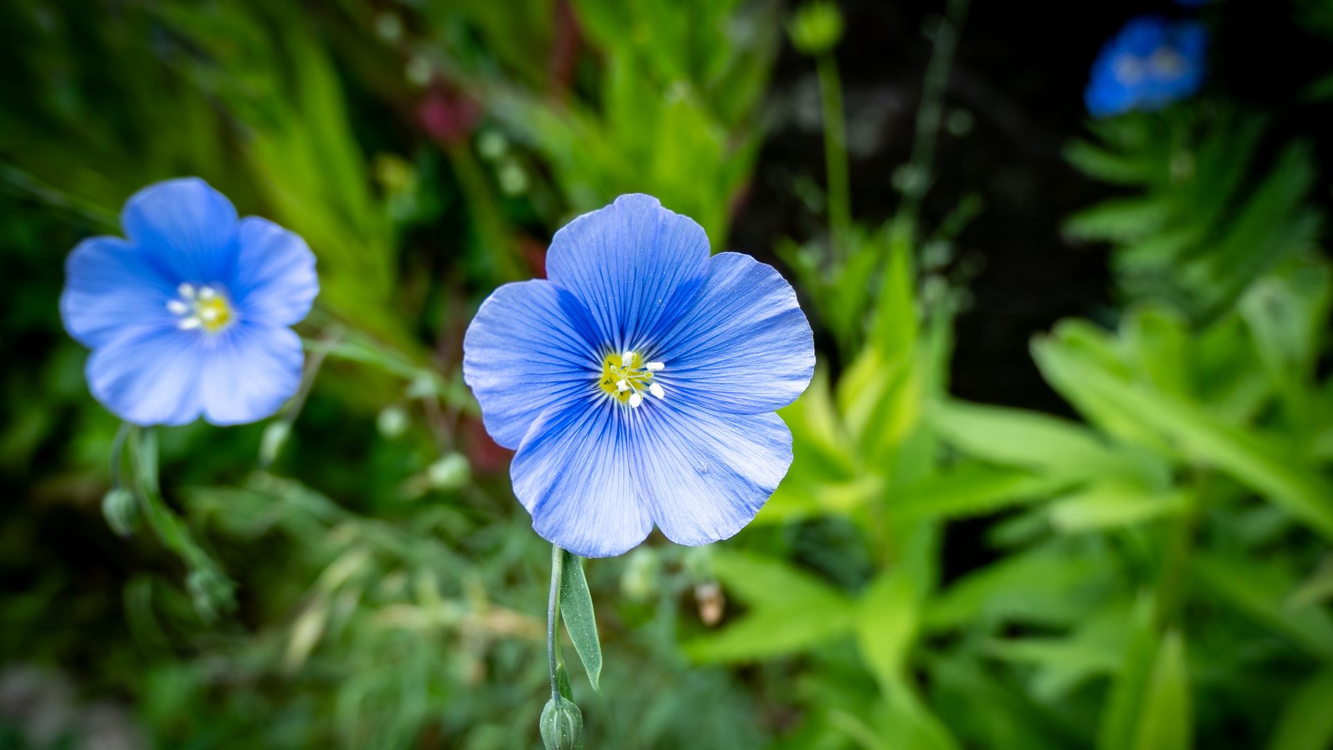 Download wallpaper 1920x1080 flax, flower, petals, plant, grass, blue ...