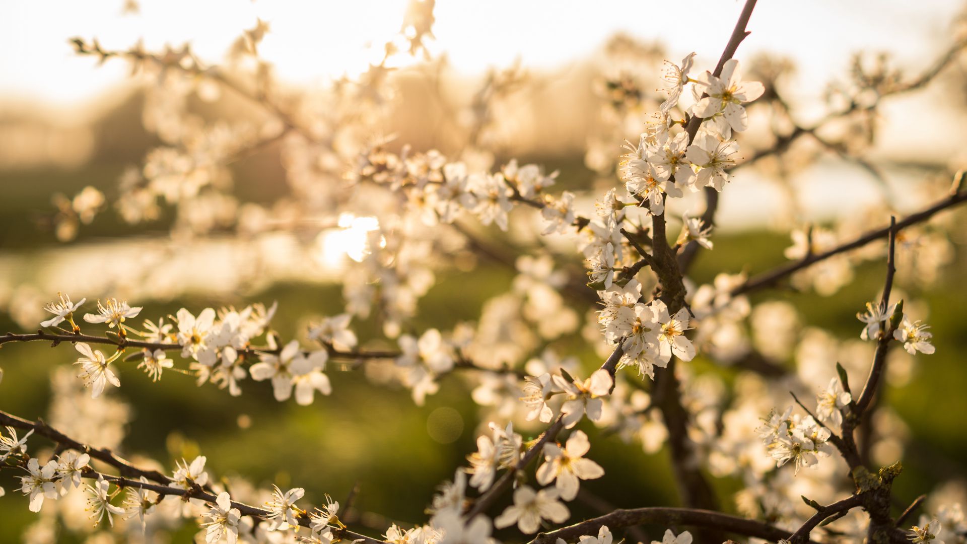 Download wallpaper 1920x1080 flower, bloom, spring, branch full hd ...