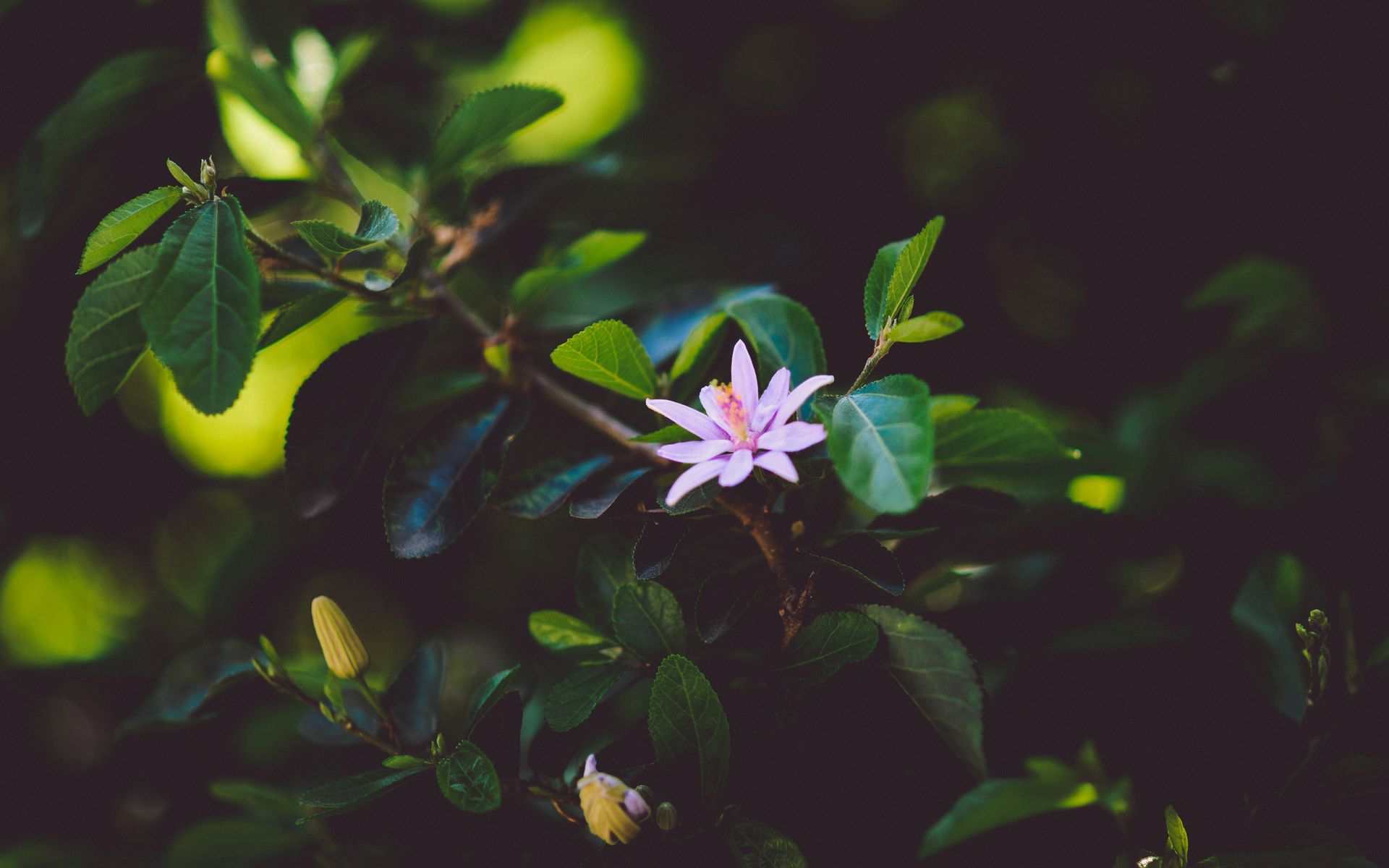 Download wallpaper 1920x1200 flower, branch, bloom, leaves widescreen ...