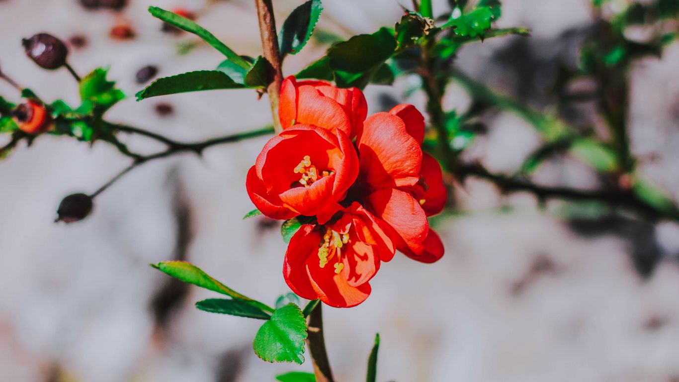 Download wallpaper 1366x768 flower, branch, bloom, spring, red tablet ...