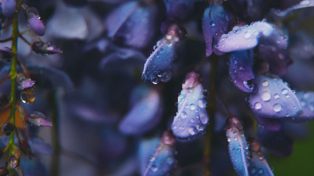 Wallpaper flower, drops, blue hd, picture, image