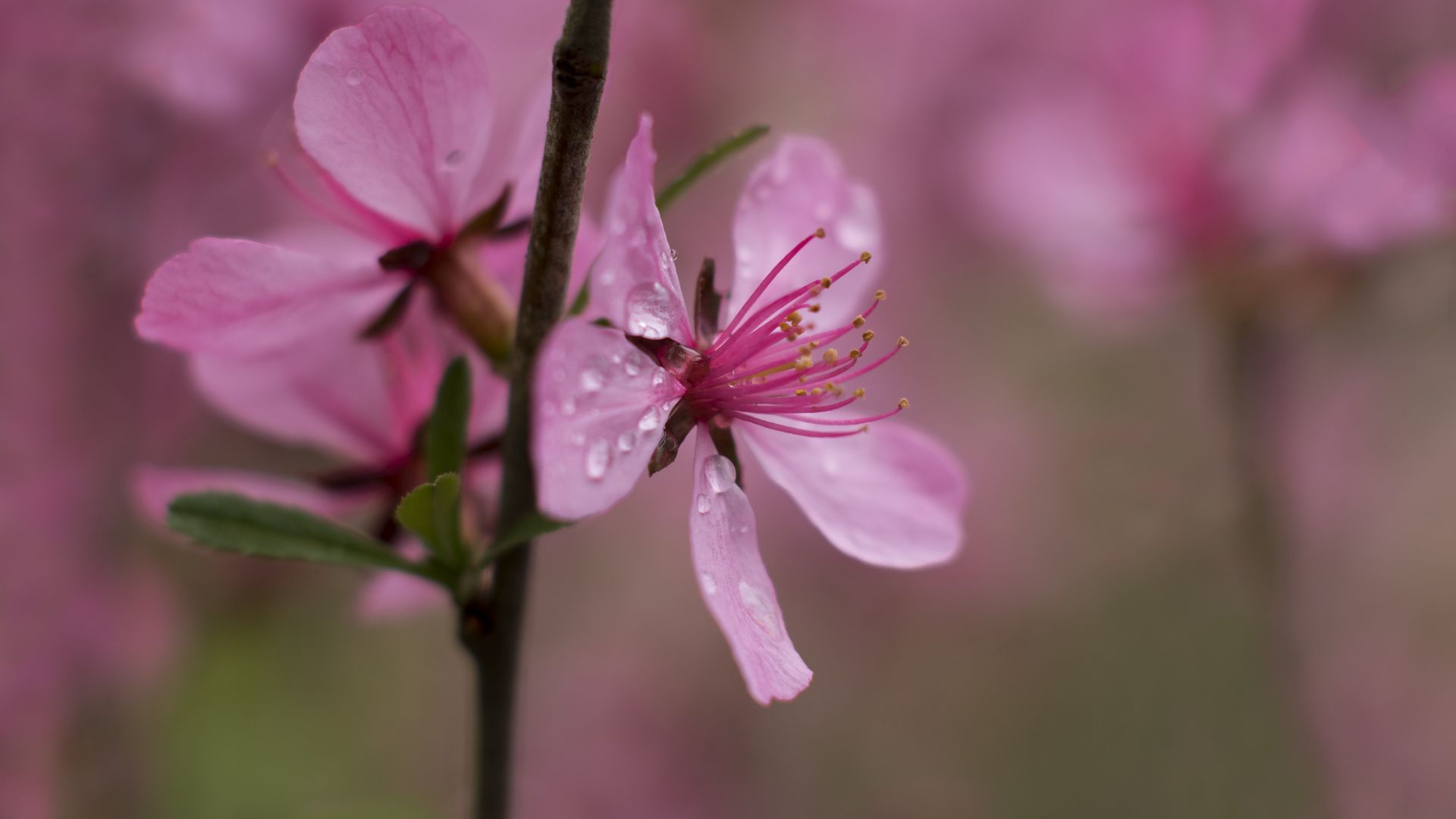 Download wallpaper 1920x1080 flower, drops, branch full hd, hdtv, fhd ...