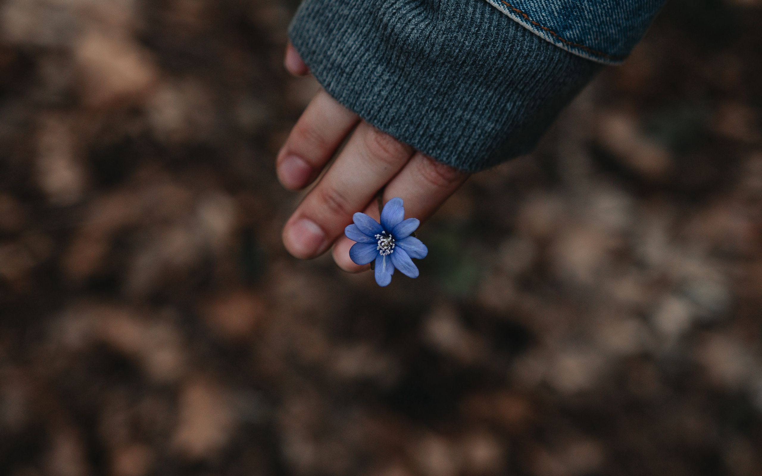 Download wallpaper 2560x1600 flower, hand, flowering widescreen 16:10 ...