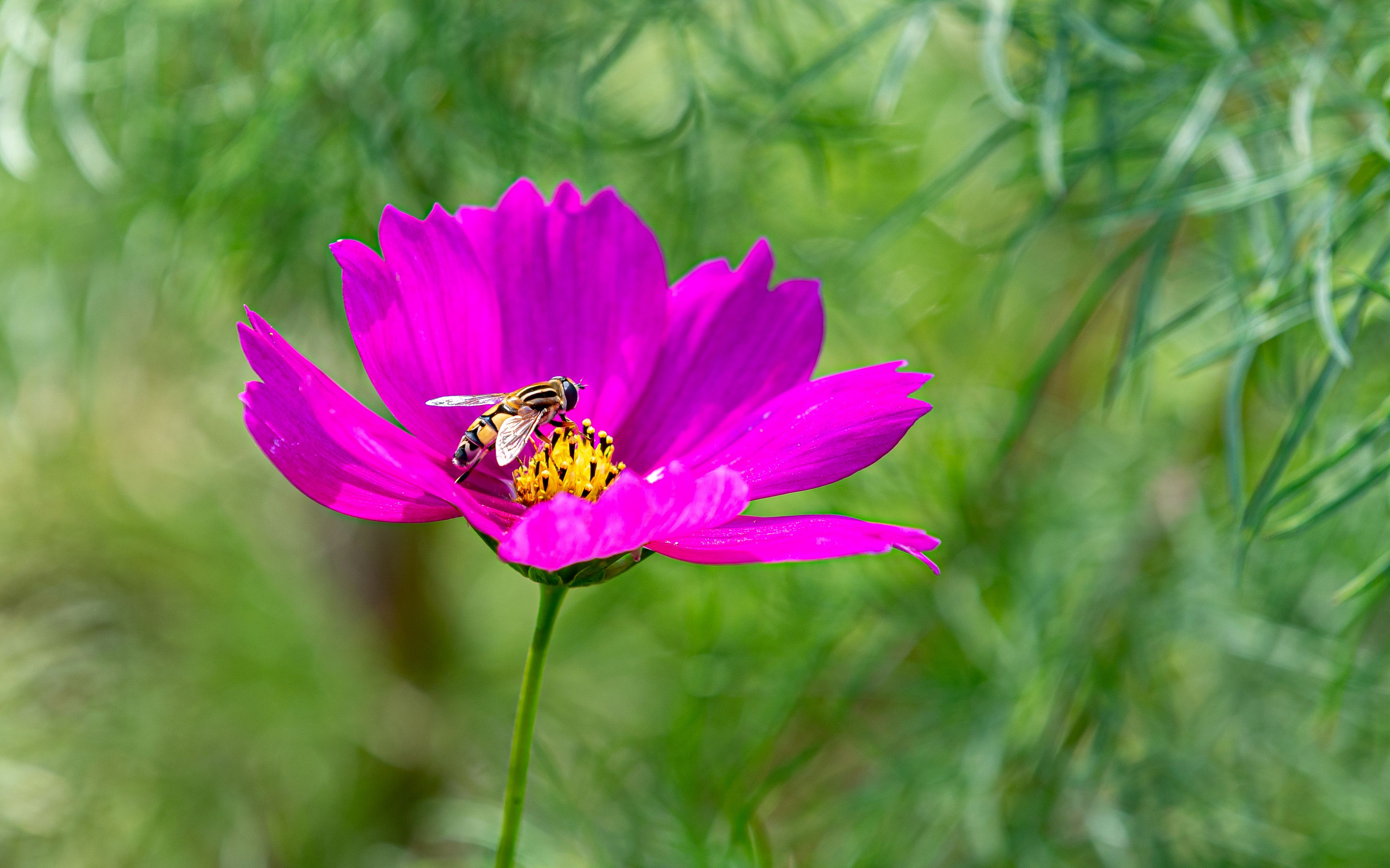 Download wallpaper 3840x2400 flower, insect, purple, macro, blur 4k ...