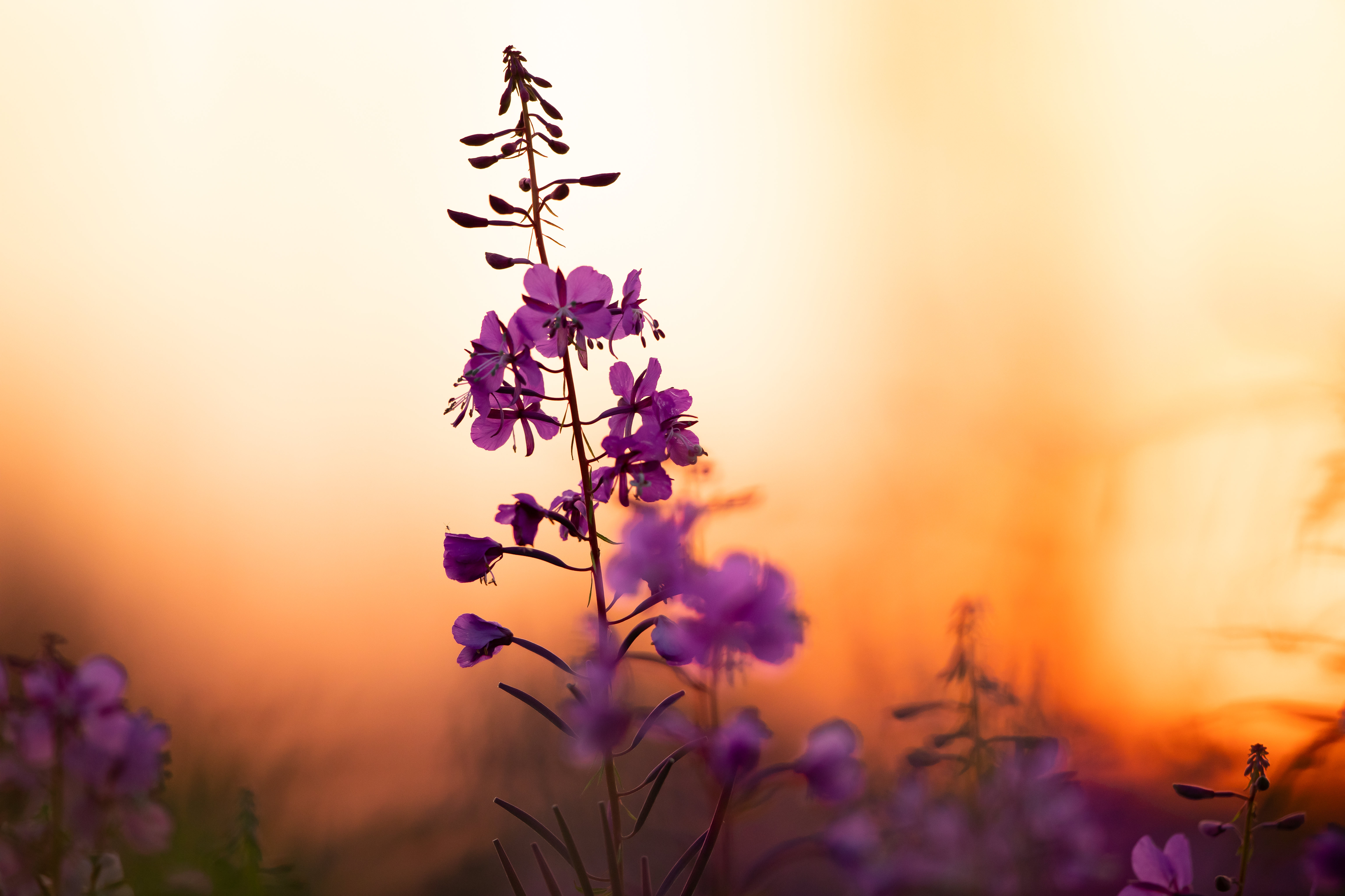 Download wallpaper 6144x4096 flower, petals, purple, focus, sunset ...