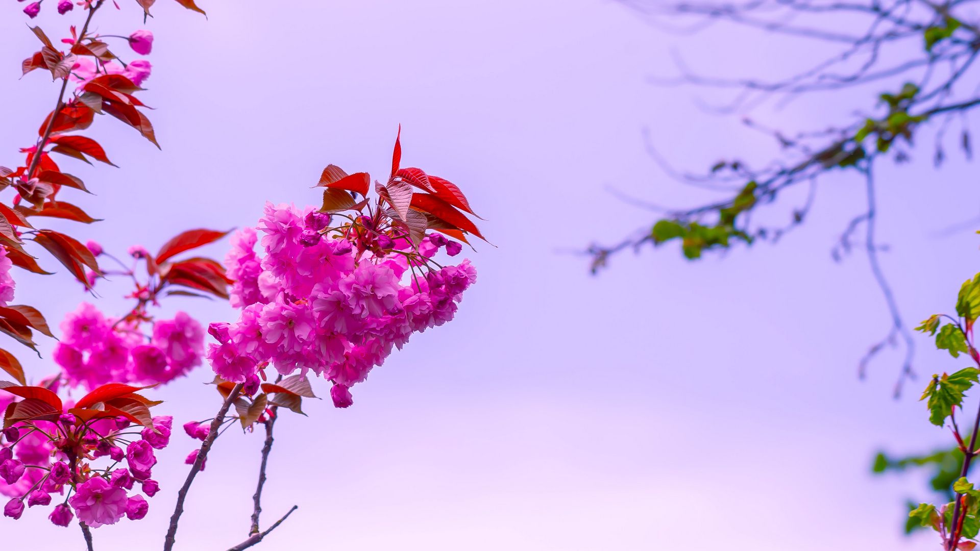 Download wallpaper 1920x1080 flower, pink, branch, bloom, macro, bush ...