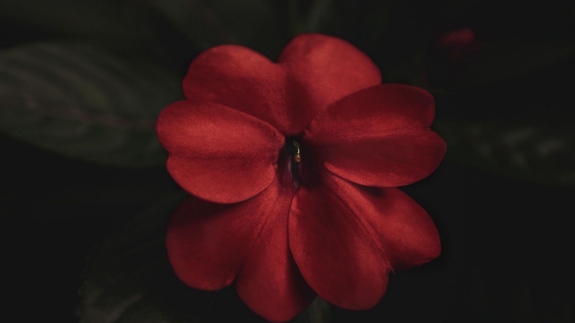 Download wallpaper 1920x1080 flower, plant, red, macro full hd, hdtv ...