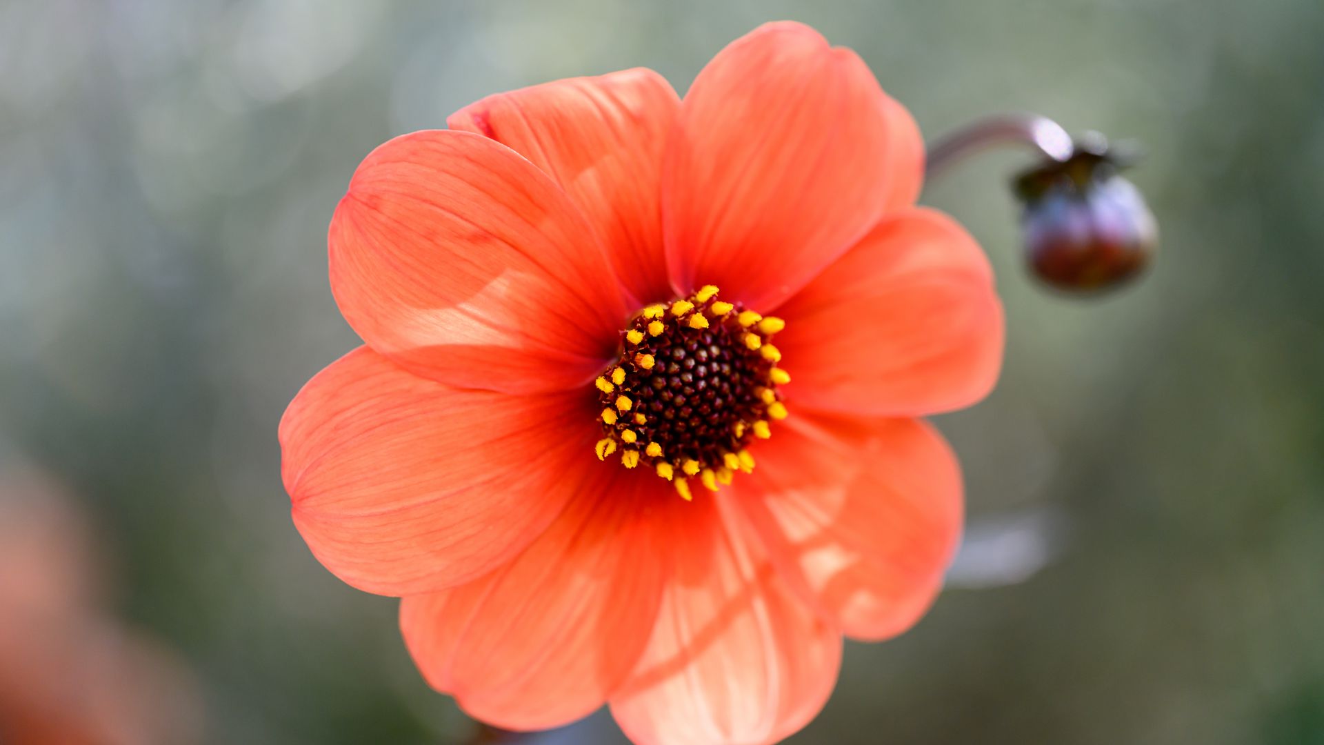 Download wallpaper 1920x1080 flower, pollen, petals, plant full hd ...