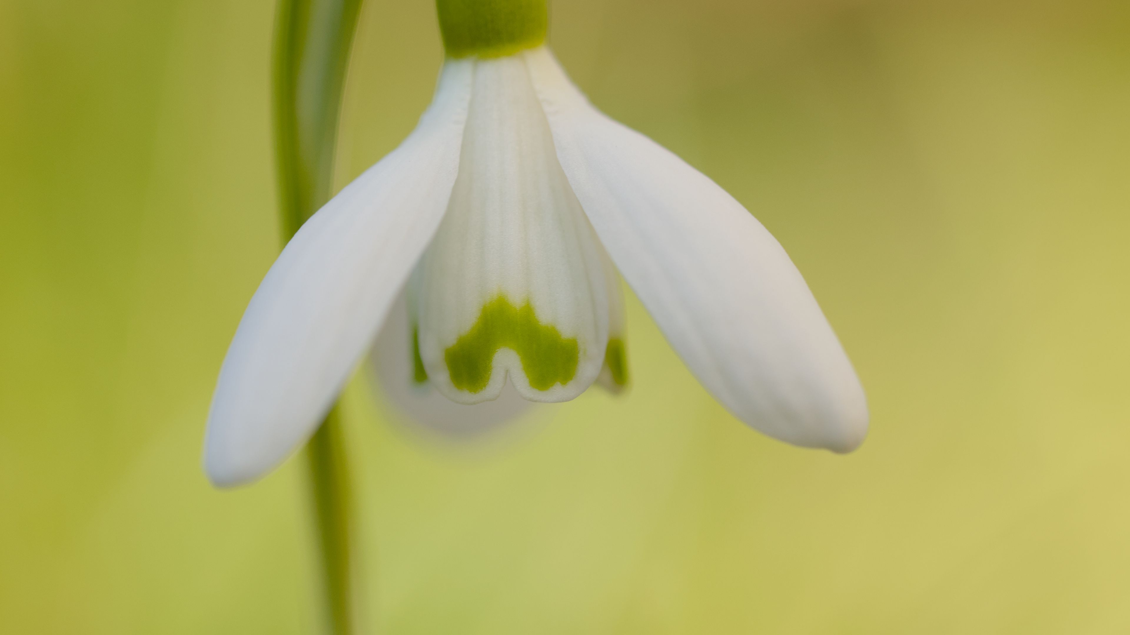 Download wallpaper 3840x2160 flower, primrose, close-up, white, green ...