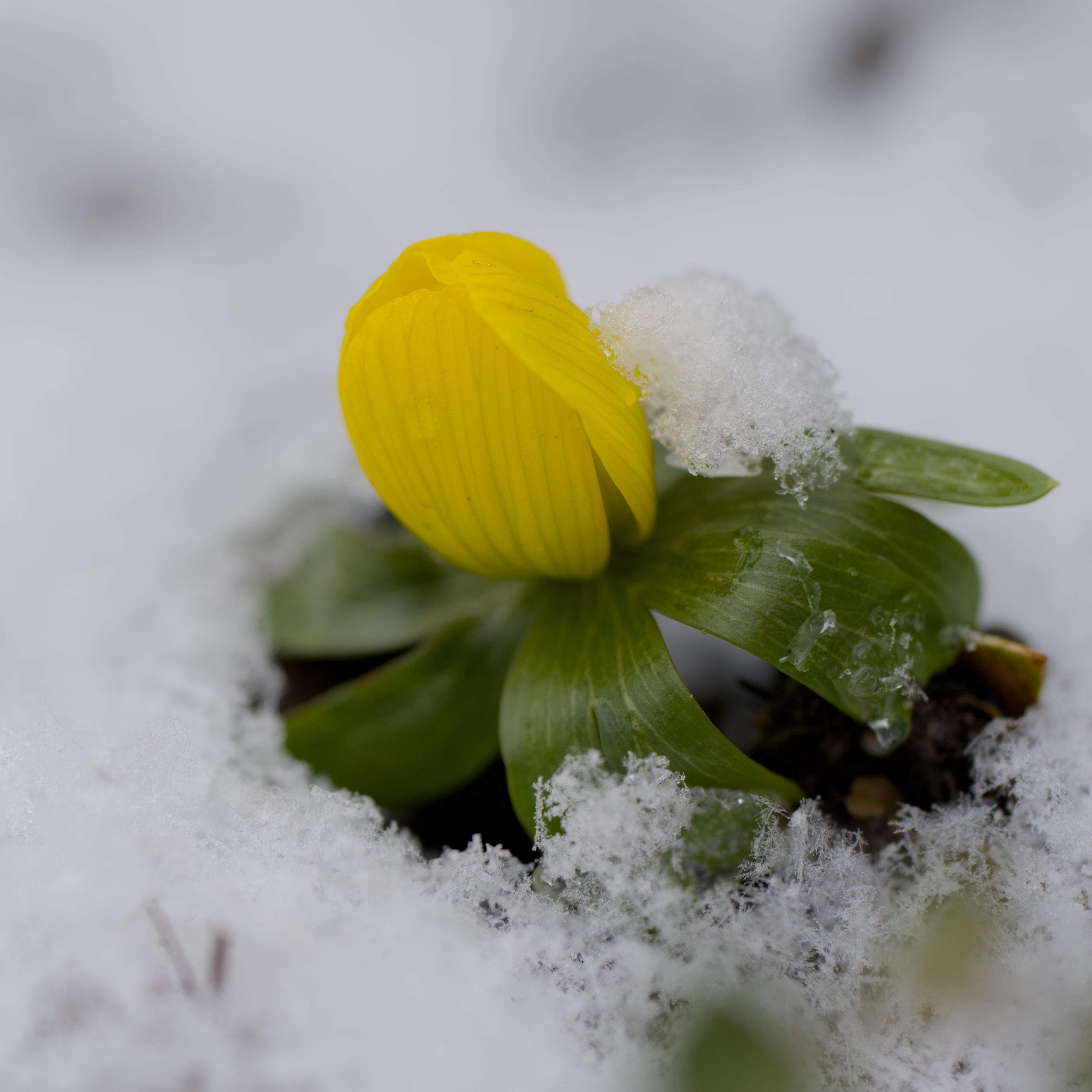 Download wallpaper 2780x2780 flower, snow, winter, plant ipad air, ipad ...