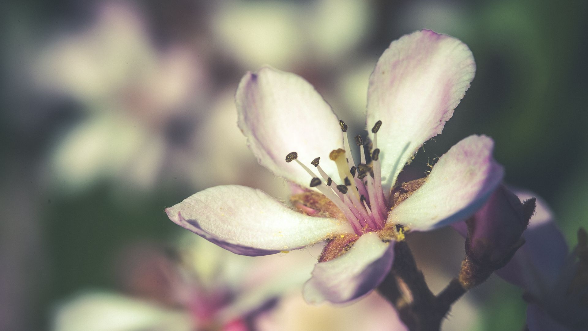 Download wallpaper 1920x1080 flower, spring, bloom, petals full hd ...