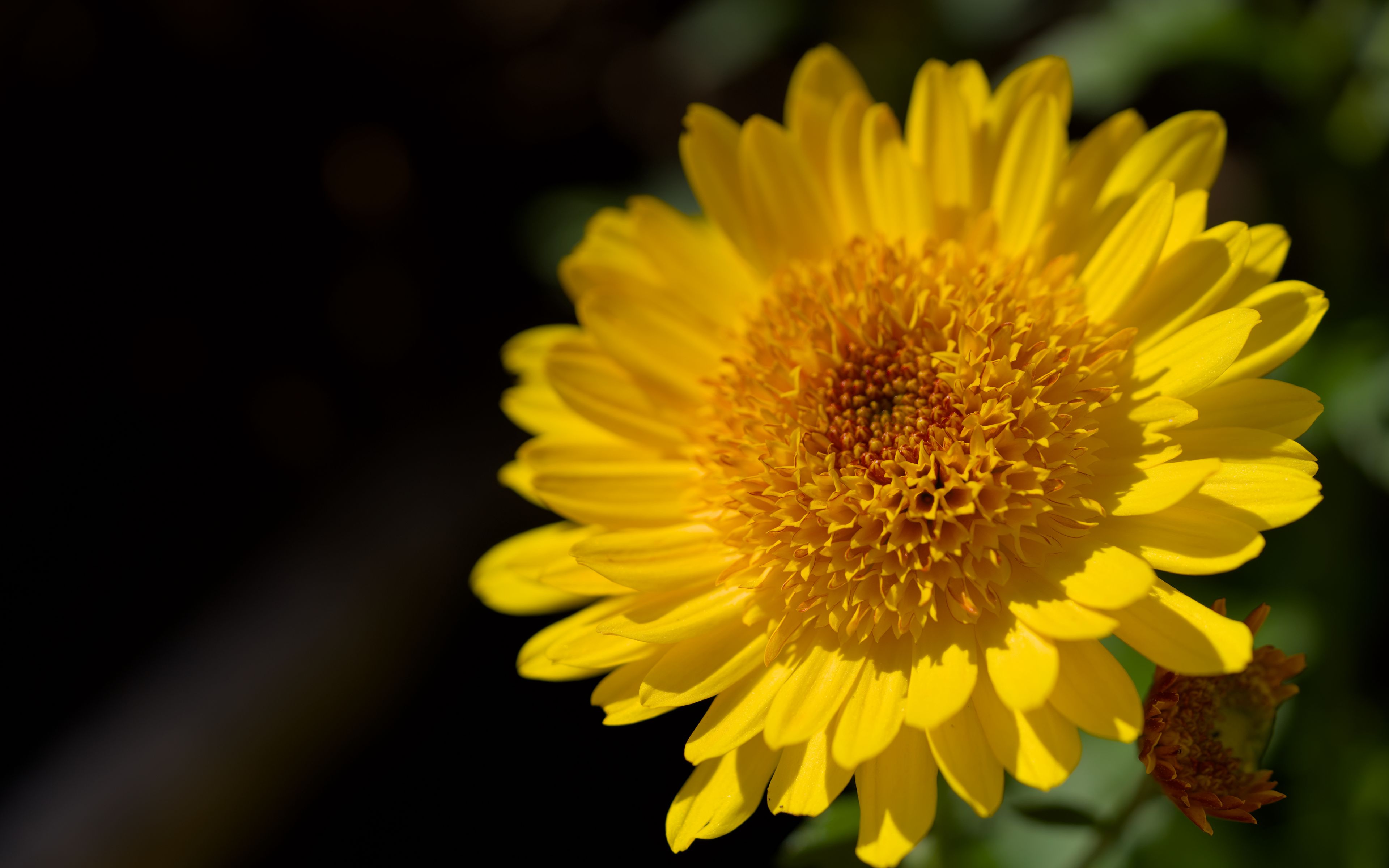 Download wallpaper 3840x2400 flower, yellow, petals, macro 4k ultra hd ...